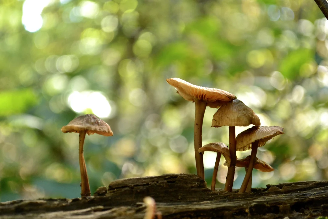 enter through the gate | Scrolller