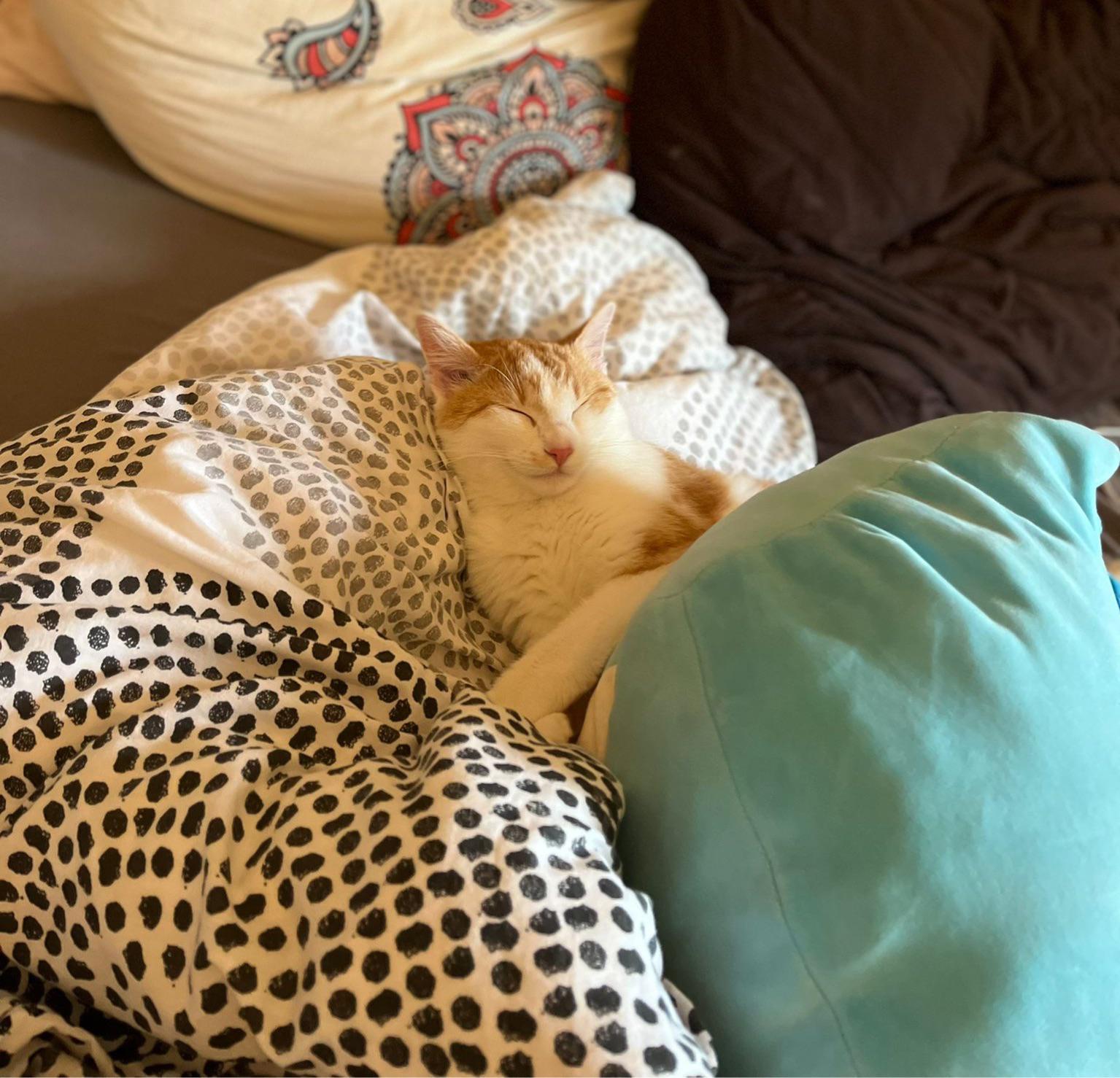 He looks so happy when he‘s asleep | Scrolller