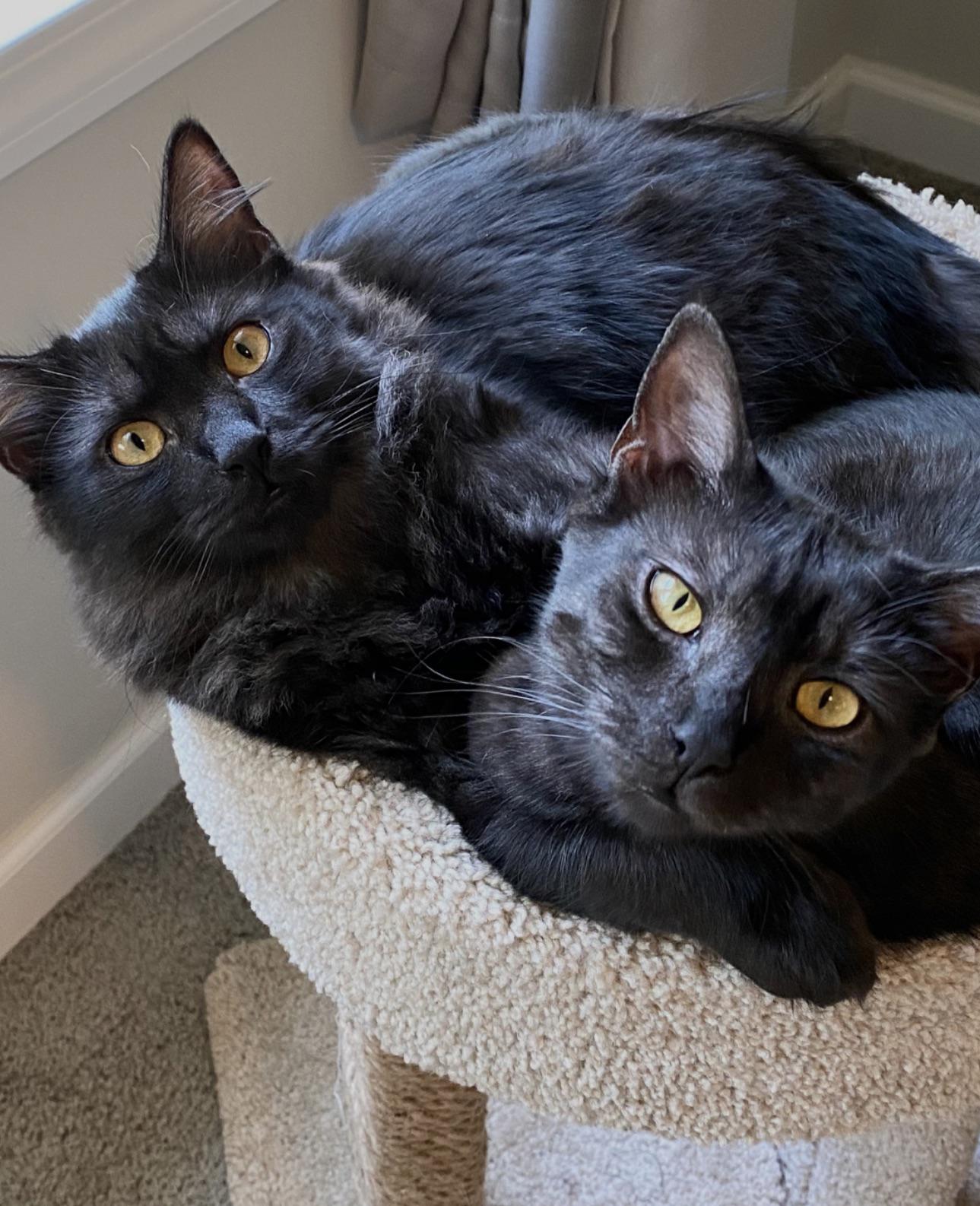 Discover more like Cats: Anyone else have sibling kittens? How are they ...