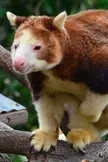 This Cute Tree Kangaroo 🦘 | Scrolller