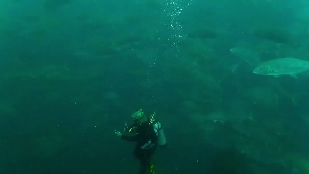 Diving the ex HMAS Tobruk off Hervey Bay. So many fish! | Scrolller