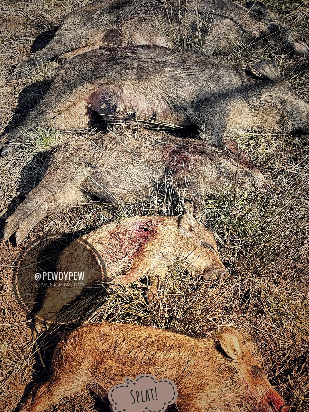 Pigs down with the AR15 and Pulsar Thermal | Scrolller