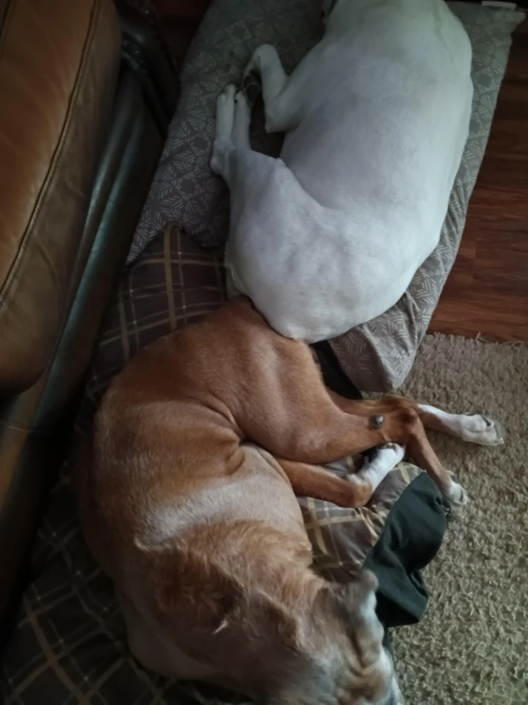 My boxers recharging... | Scrolller