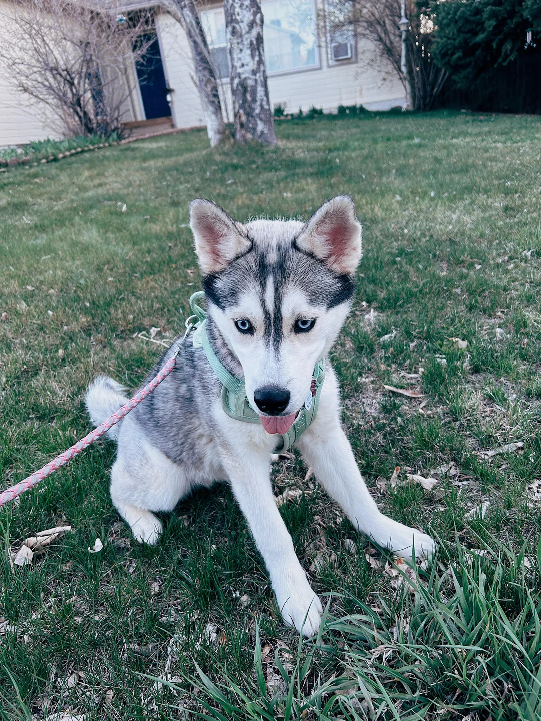 Walks? No thanks! | Scrolller