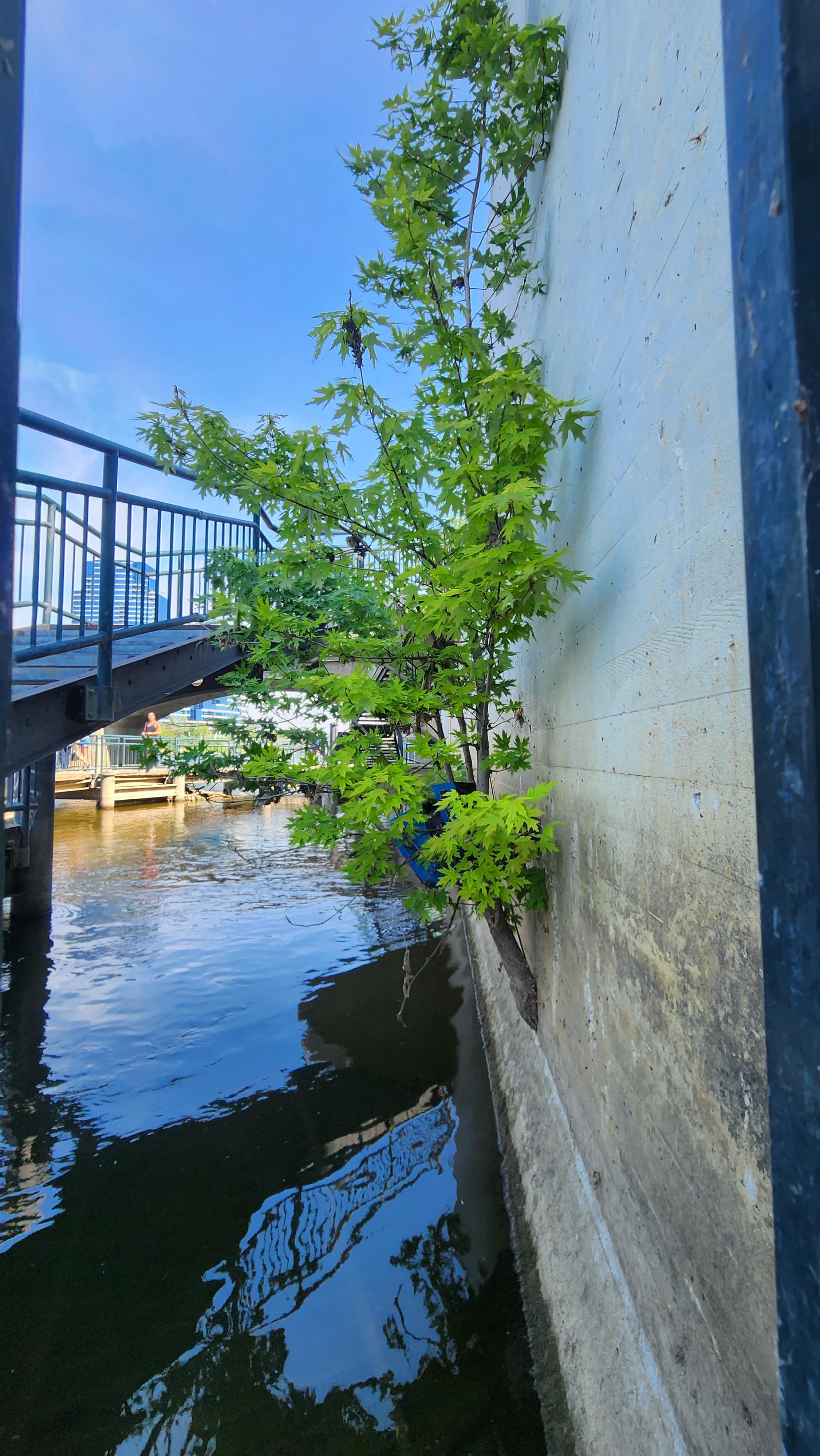 Tree growing out of a wall on the riverwalk | Scrolller