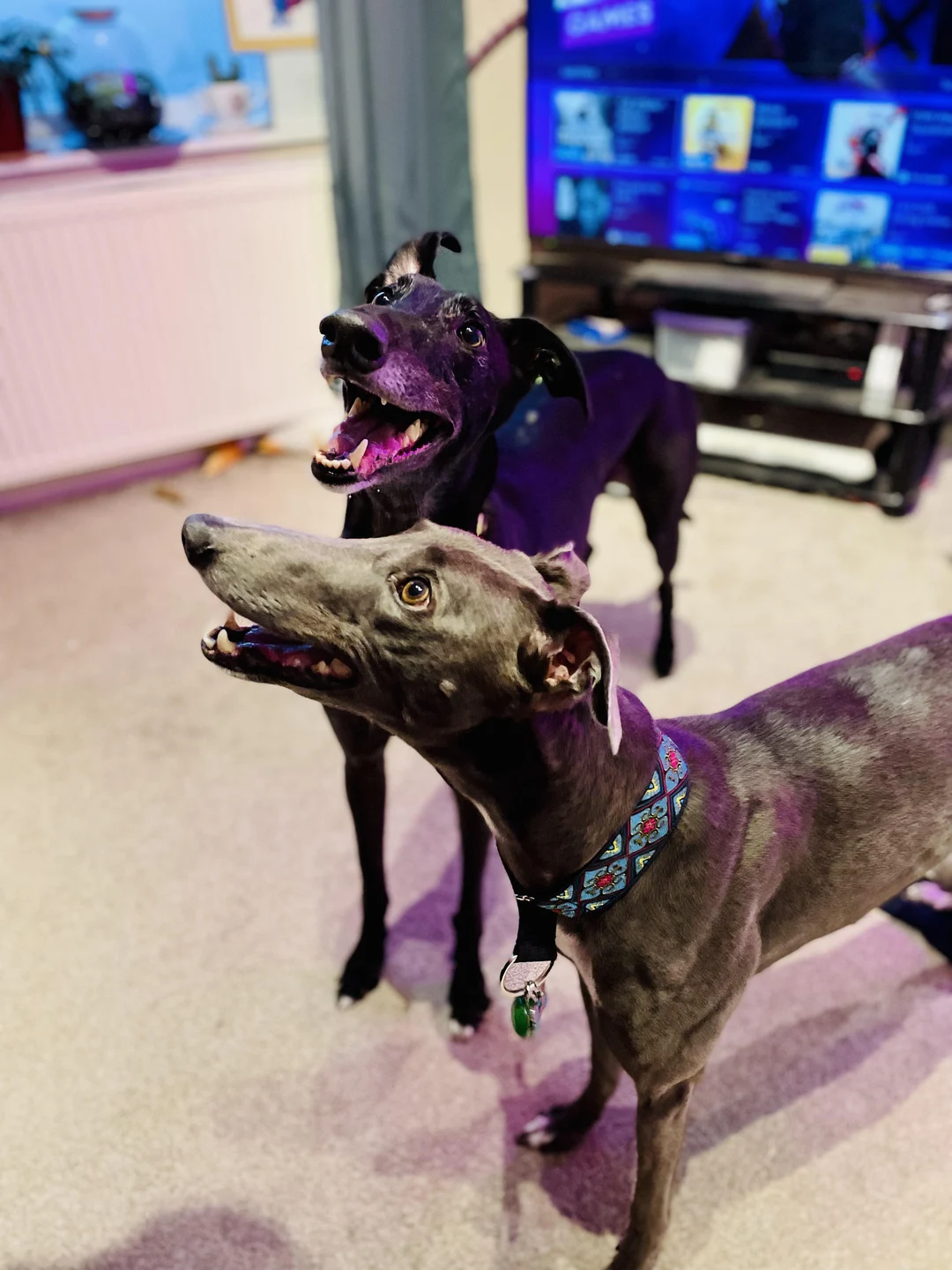 Discover more like Greyhounds: My happy hounds and Related Content | Scrolller