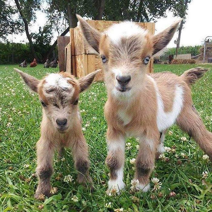 Adorable goats | Scrolller