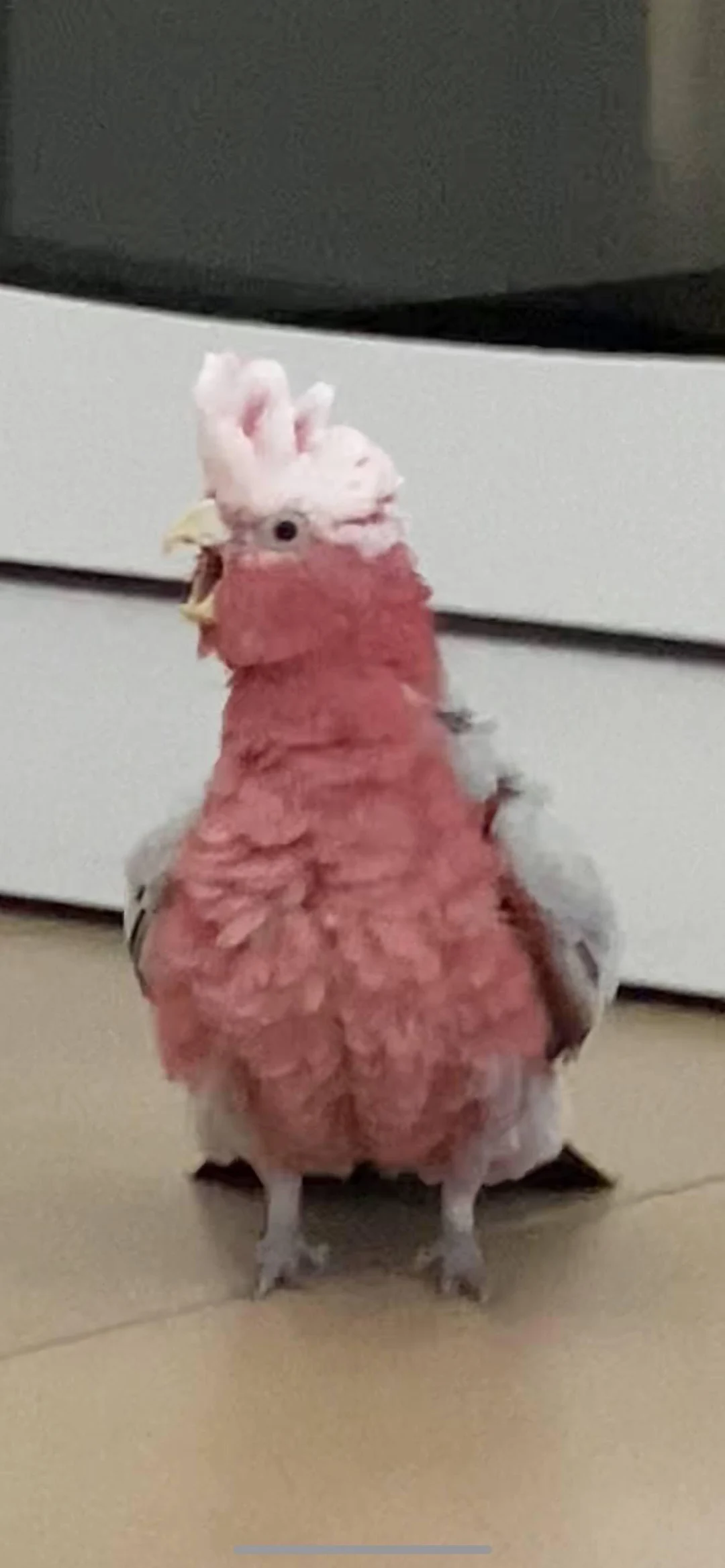 Hell hath no fury like a birb scorned | Scrolller