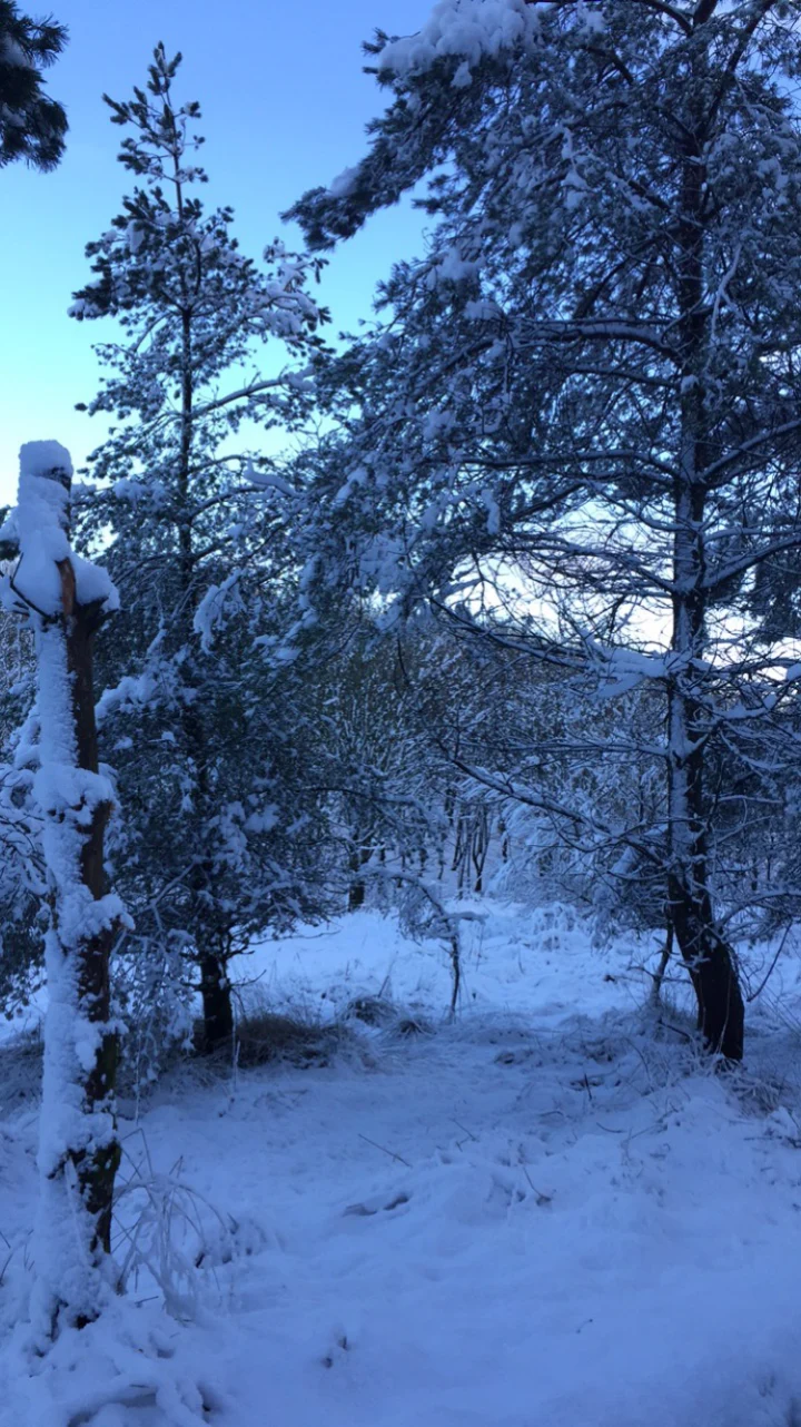 Winter trees | Scrolller