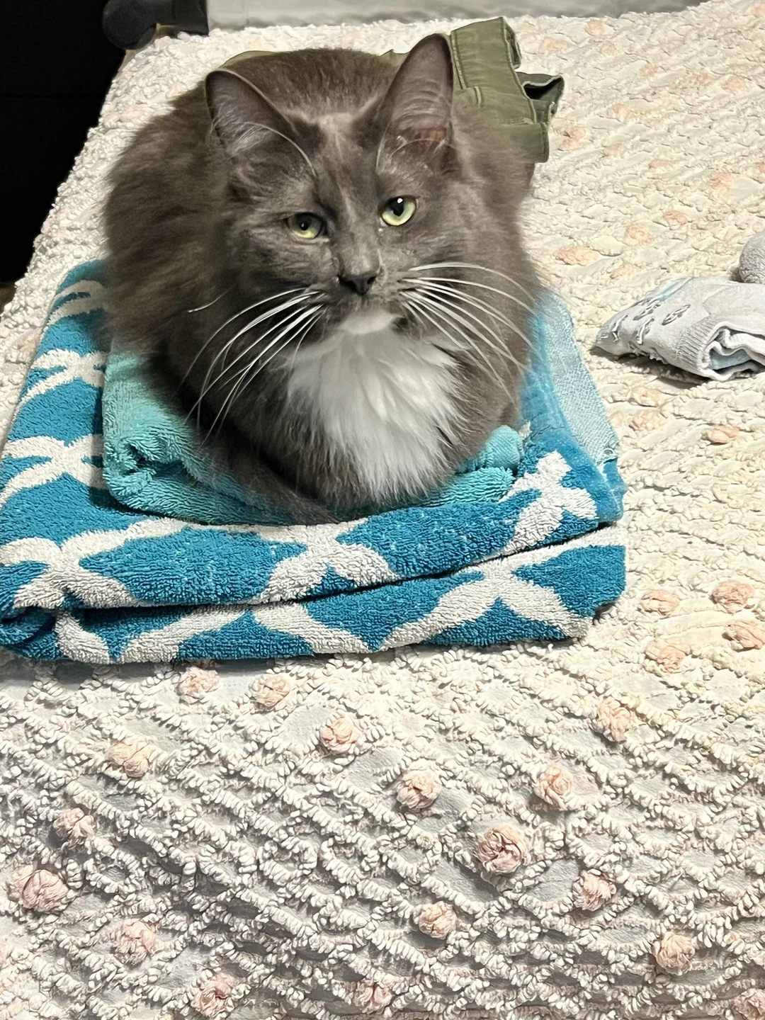 Toby can loaf with the best of them. | Scrolller