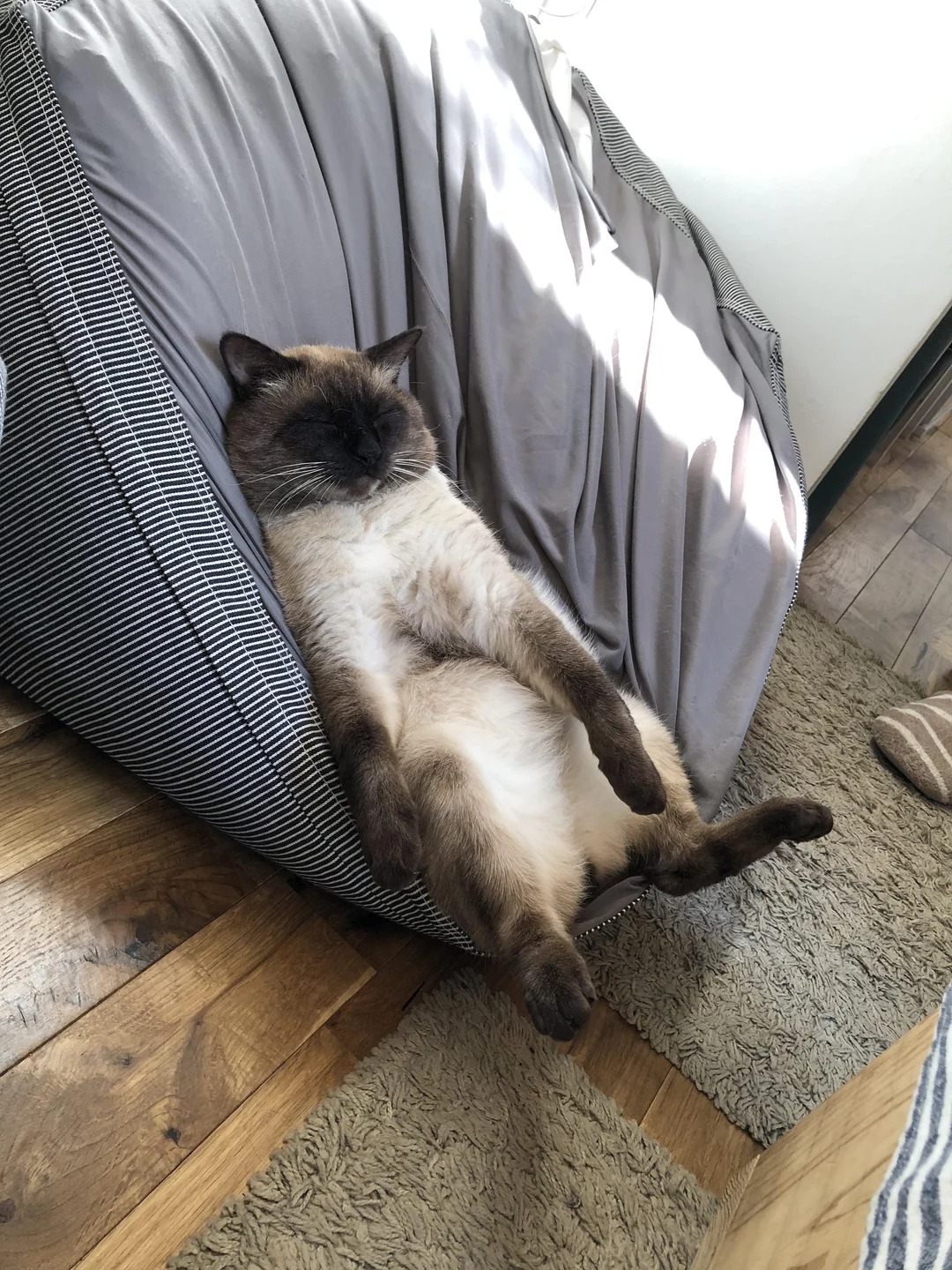 Sleepy Derp | Scrolller