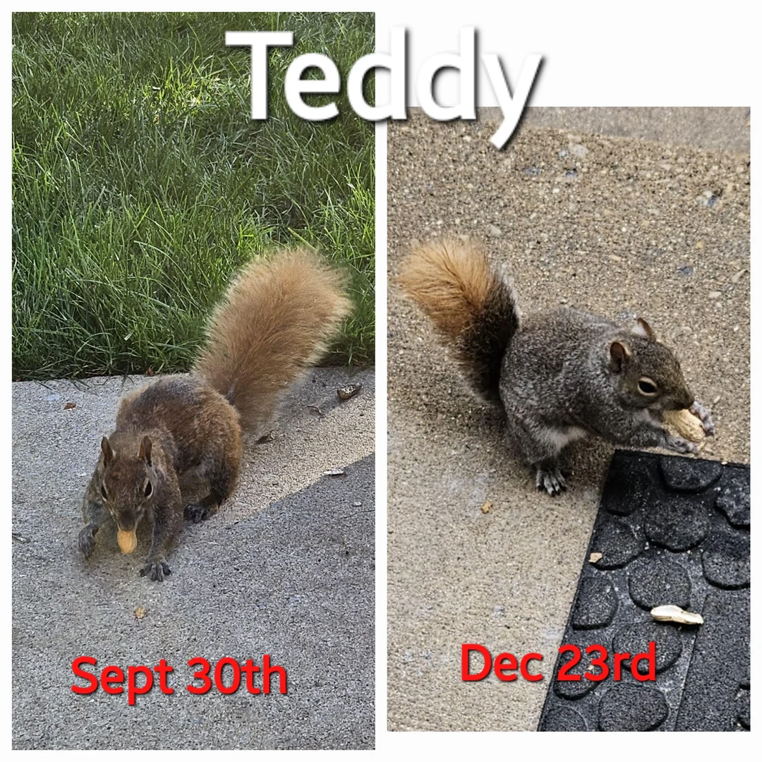 Meet Teddy | Scrolller