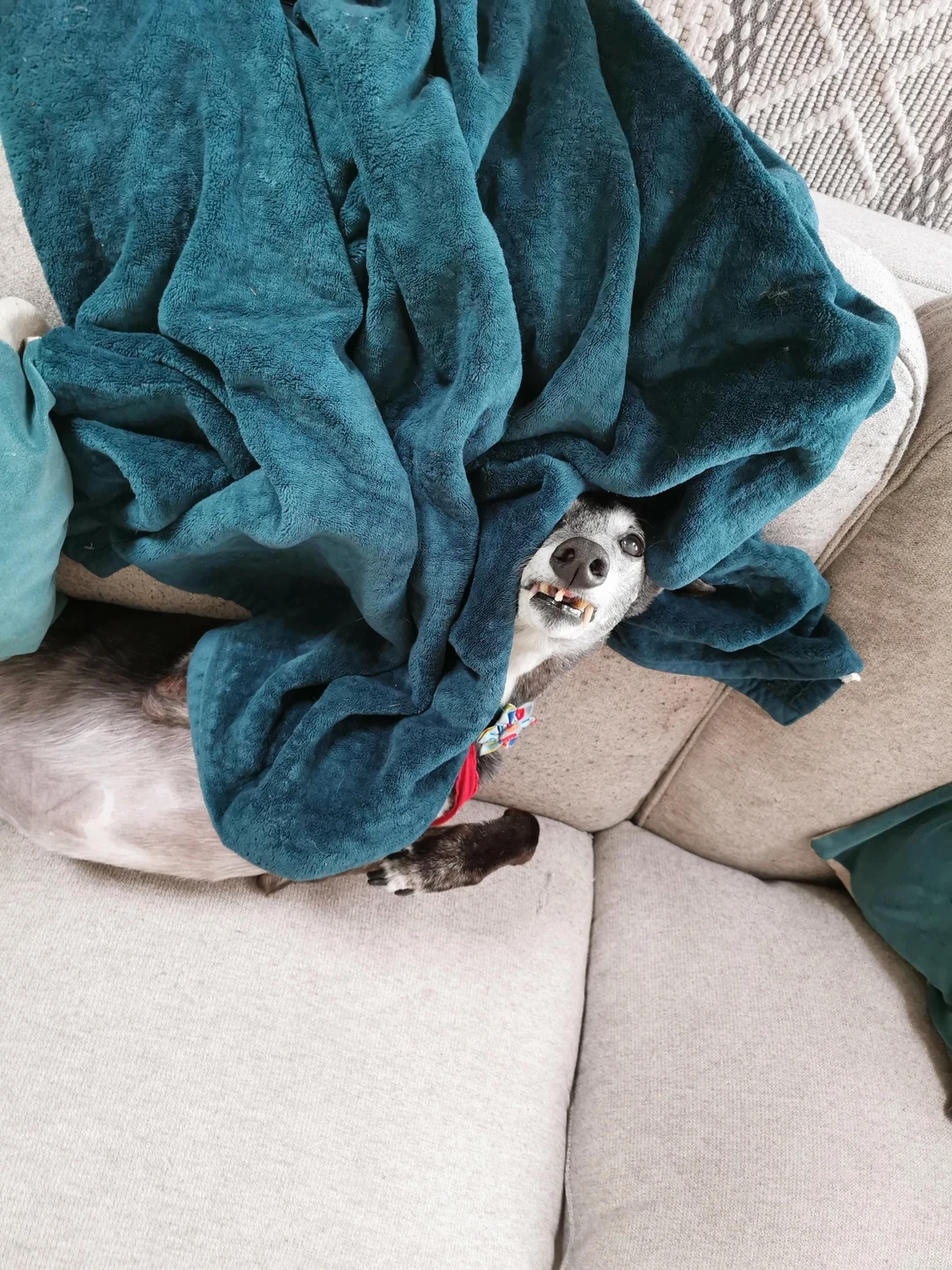 Hello, do you have a moment to talk about our Lord and Savior, The Babadook? | Scrolller