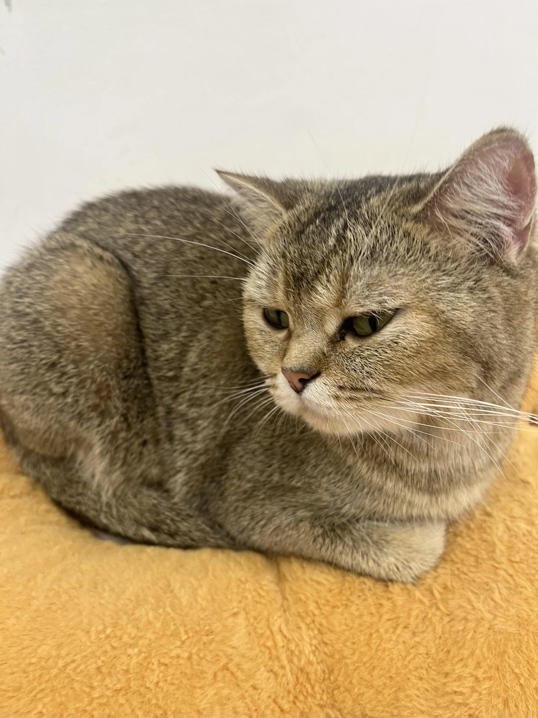 grumpy loaf | Scrolller