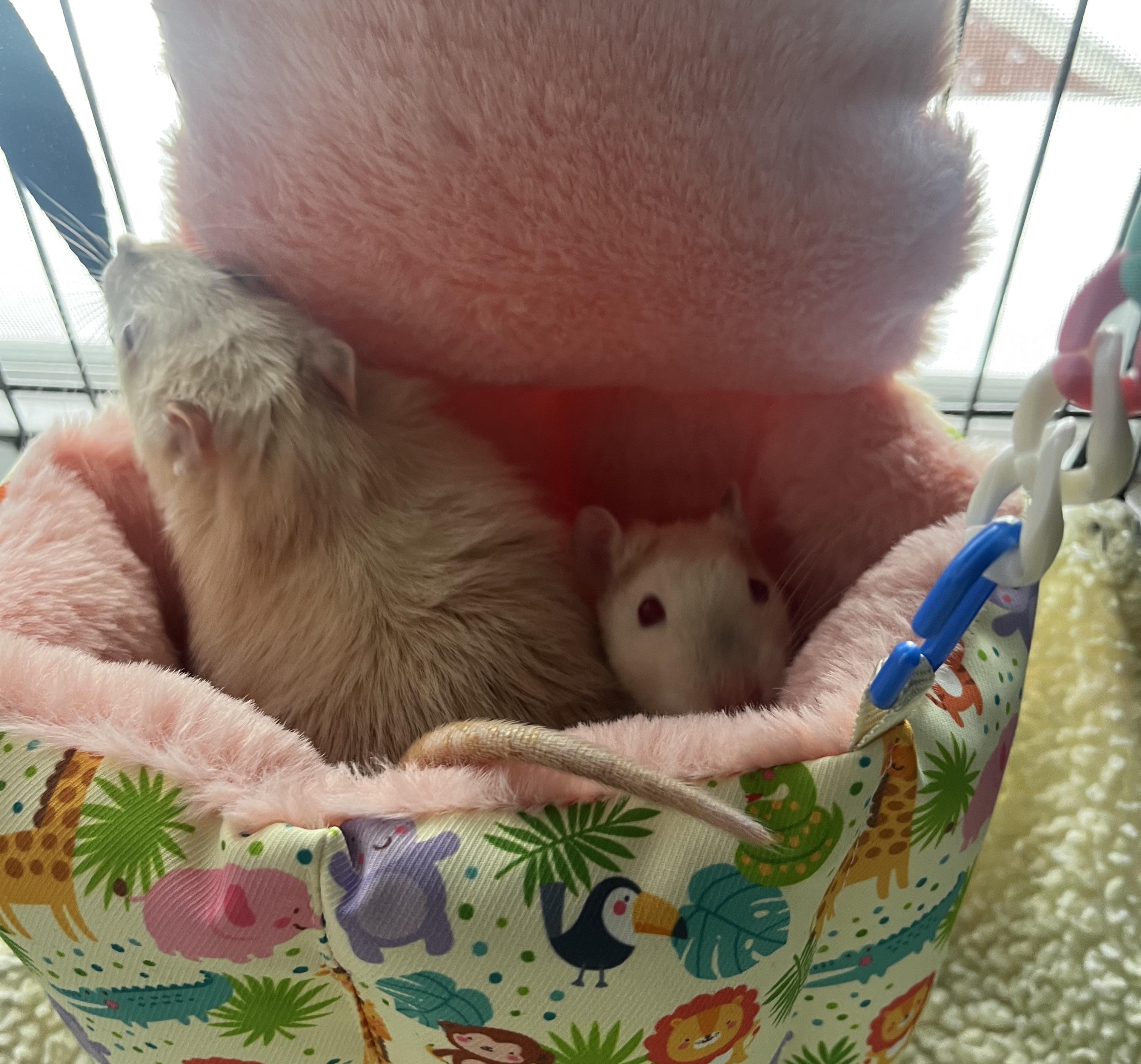 Bonding question | Scrolller