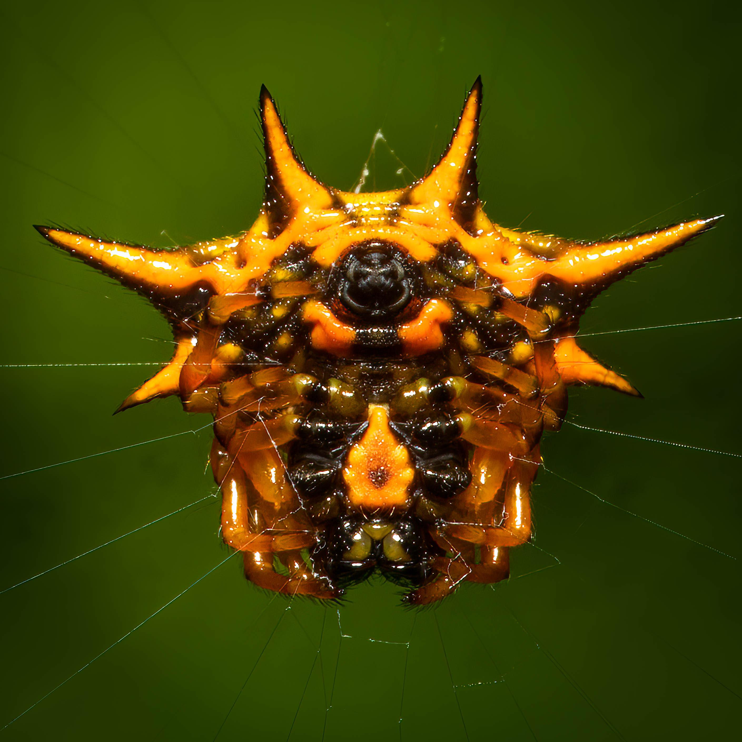 the underside of a small spiny orb weaver | Scrolller