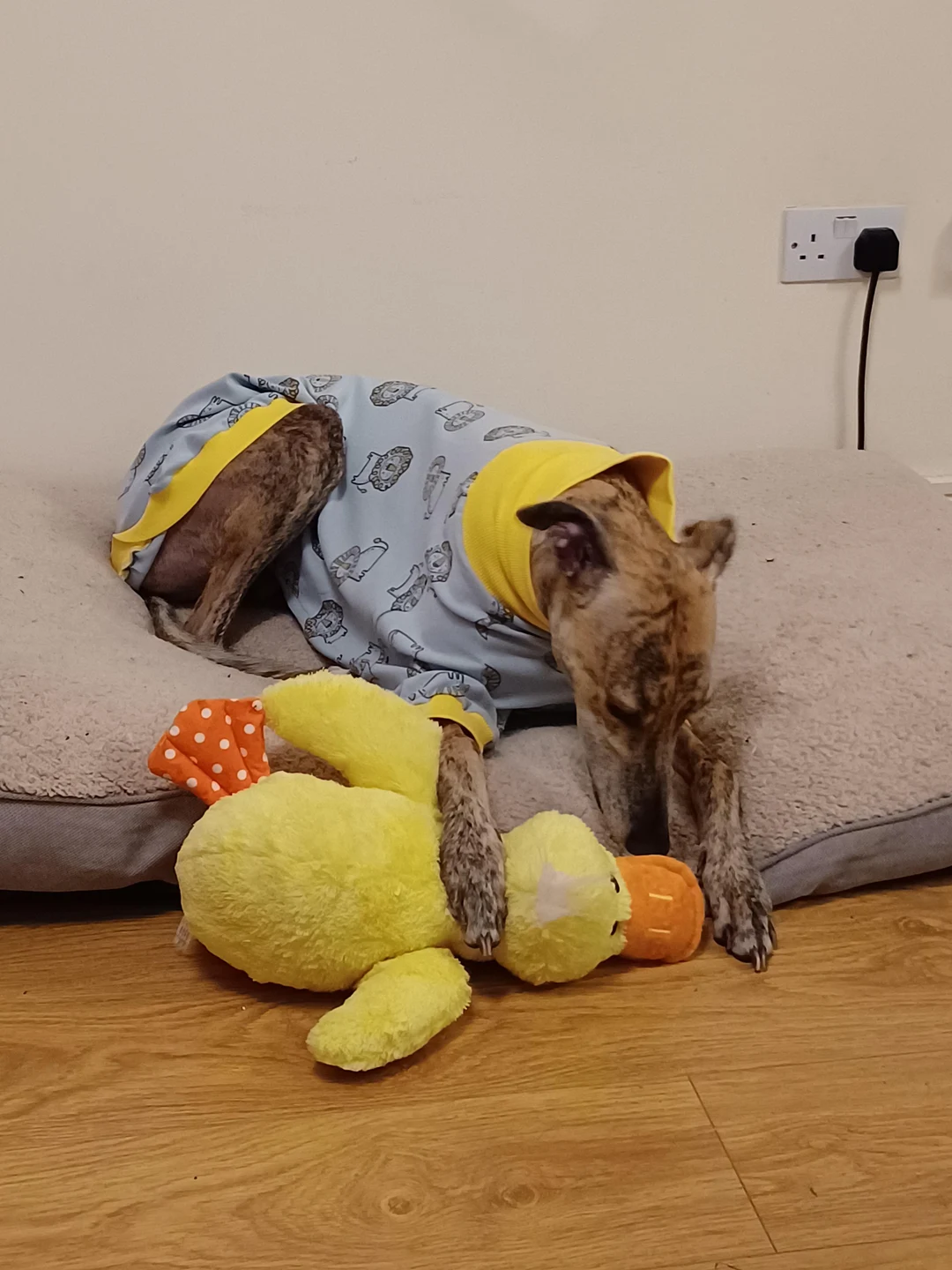 New pyjamas and duck for teddy's birthday | Scrolller