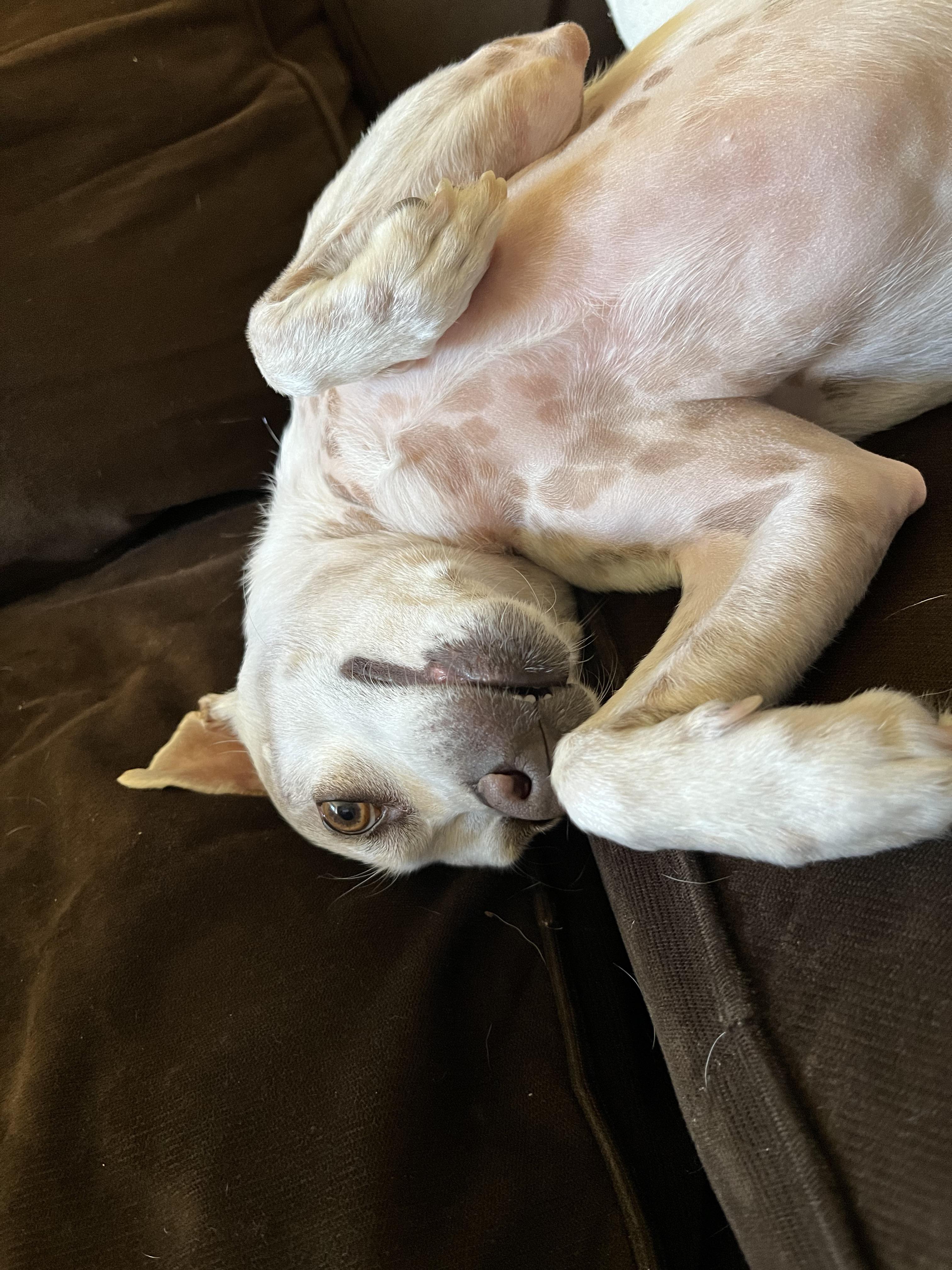 Derpa Derp, rub my belly! | Scrolller