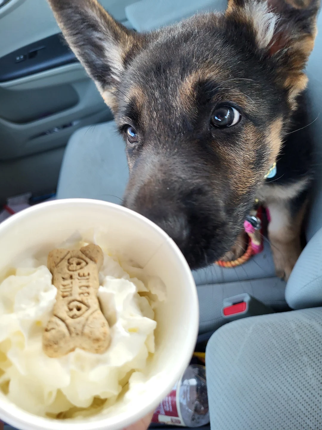 Biscuit's 1st pup cup! | Scrolller