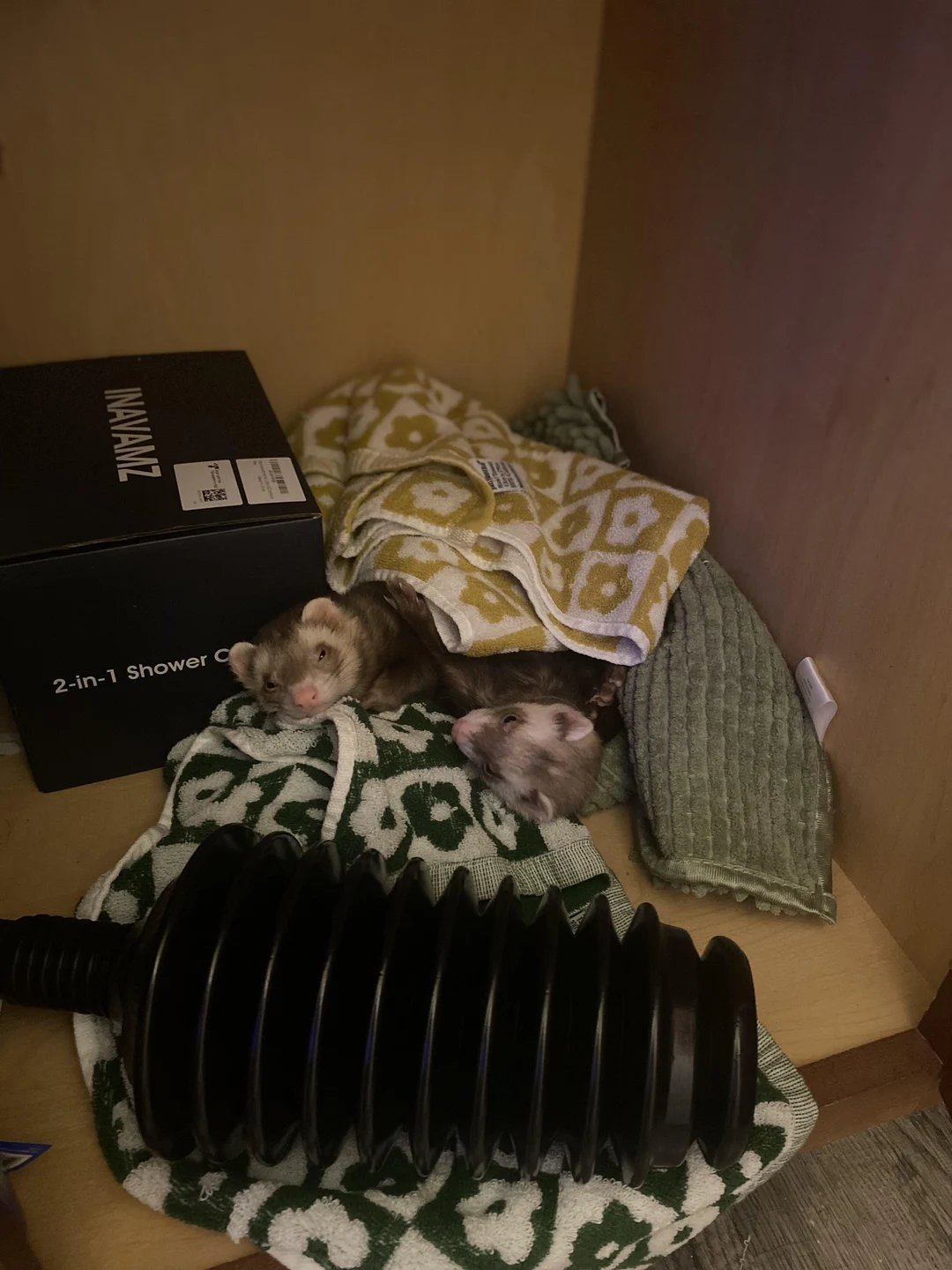 New napping spot! | Scrolller