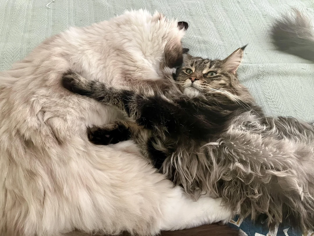 Ozzy boy cuddling on his little brother | Scrolller