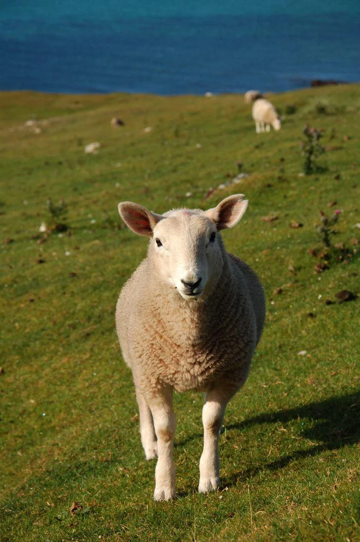 This Cute Sheep 🐑 | Scrolller