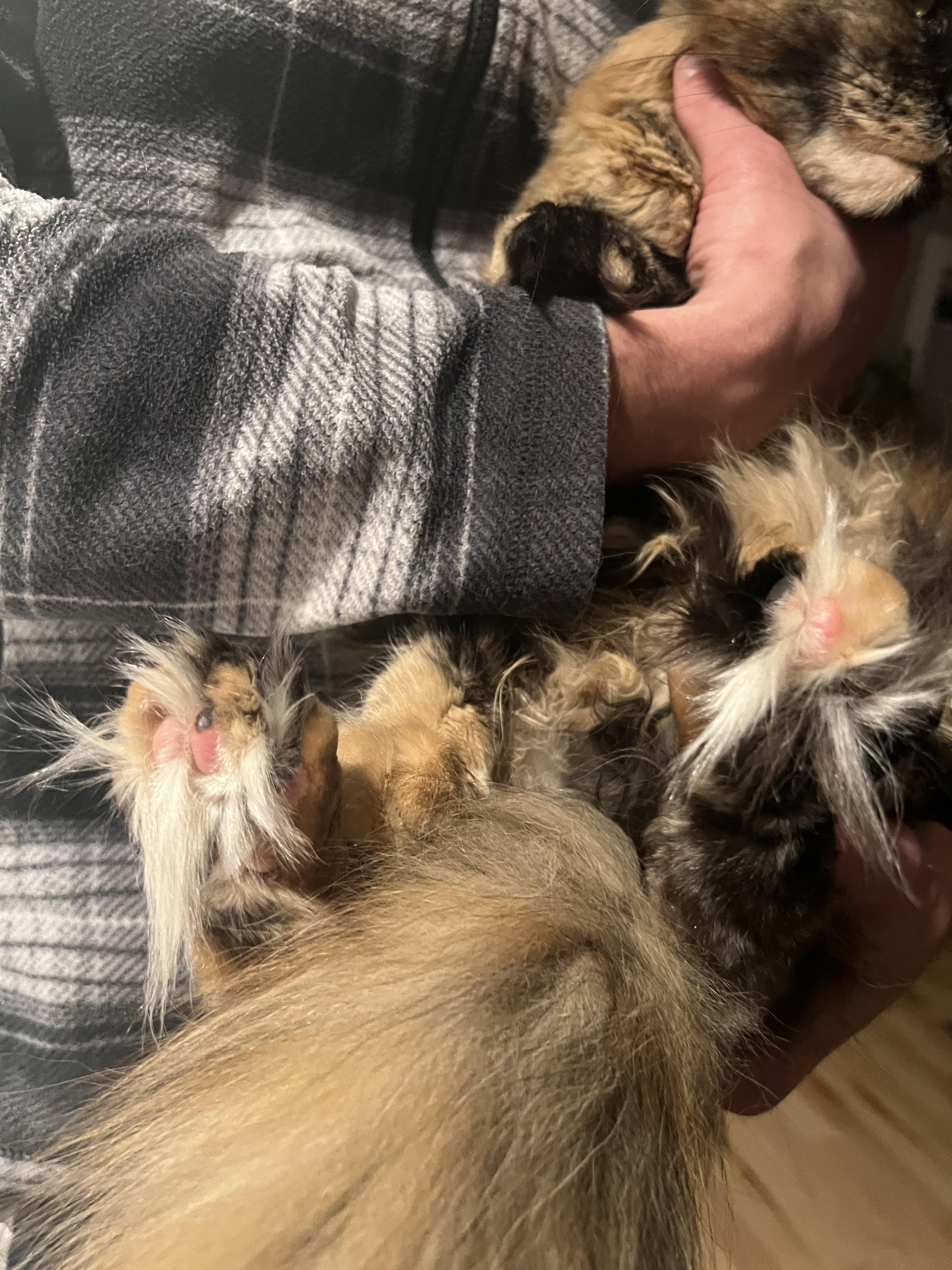Floofy toe beans, anyone? | Scrolller