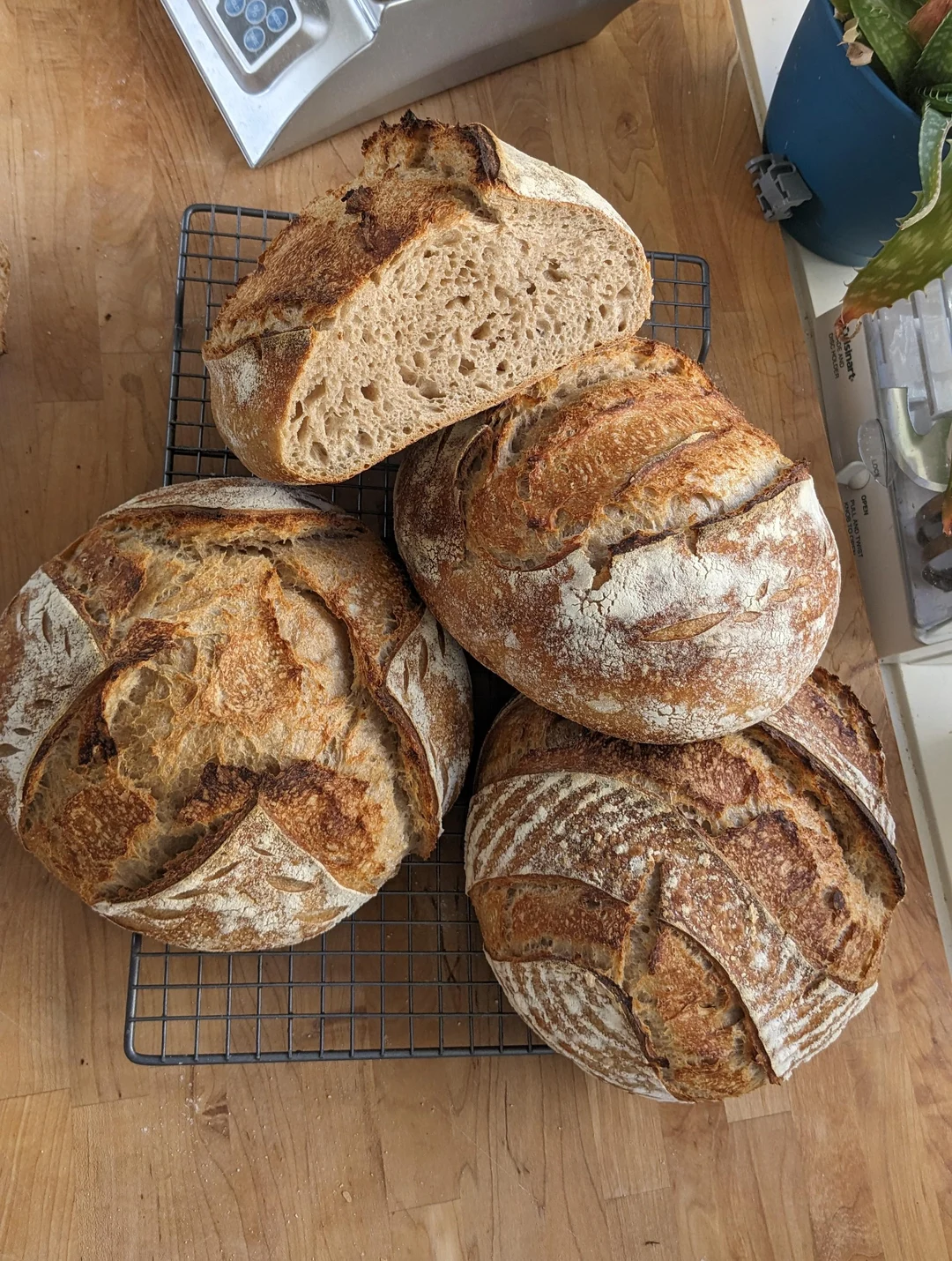 This mornings sourdough bake | Scrolller