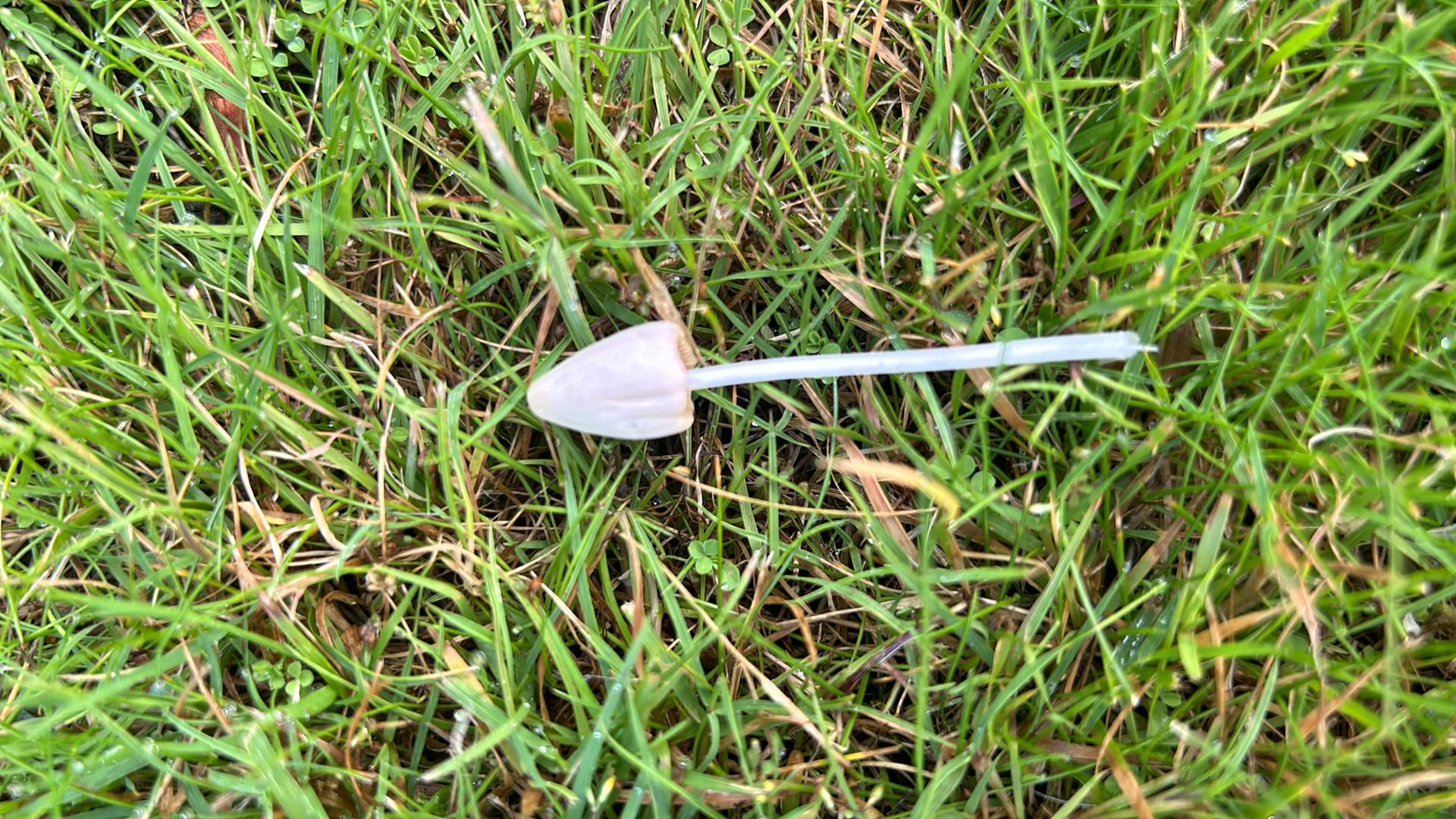 Growing in my lawn | Scrolller