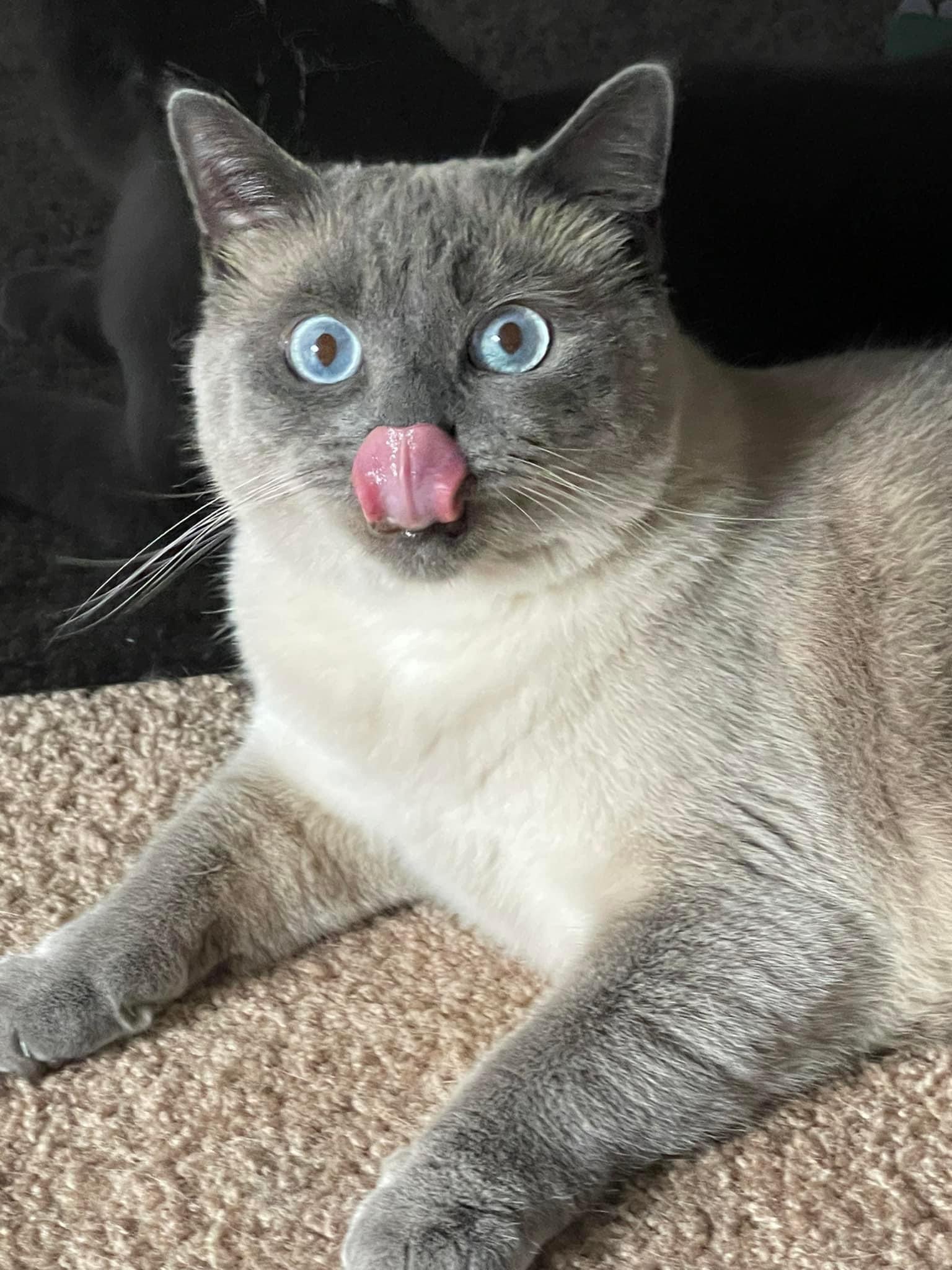 Big blep from Athena | Scrolller