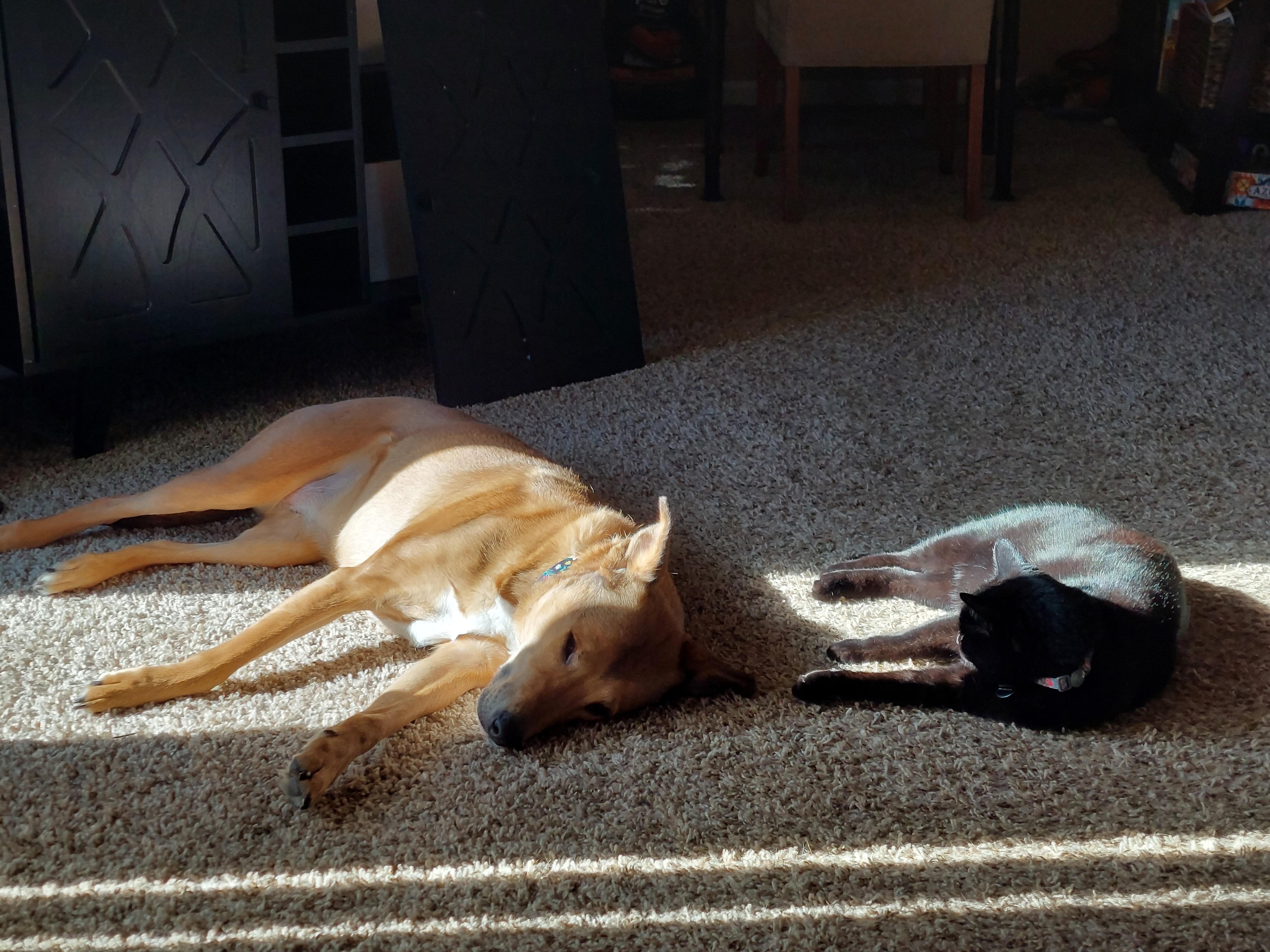 Sunbeam share. | Scrolller