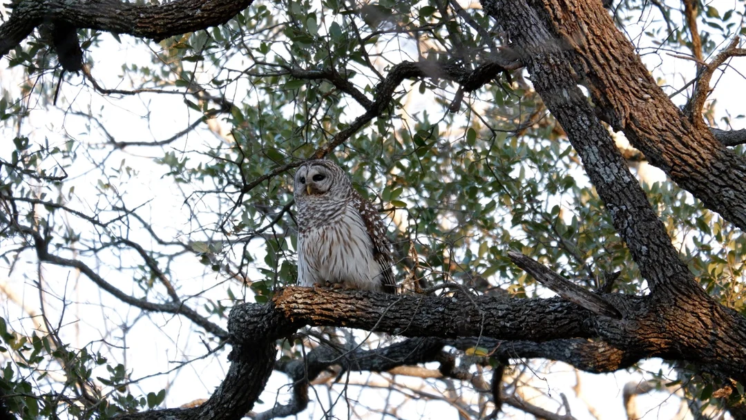 Photographed my first owl yesterday. A beautiful Barred Owl in Texas! | Scrolller