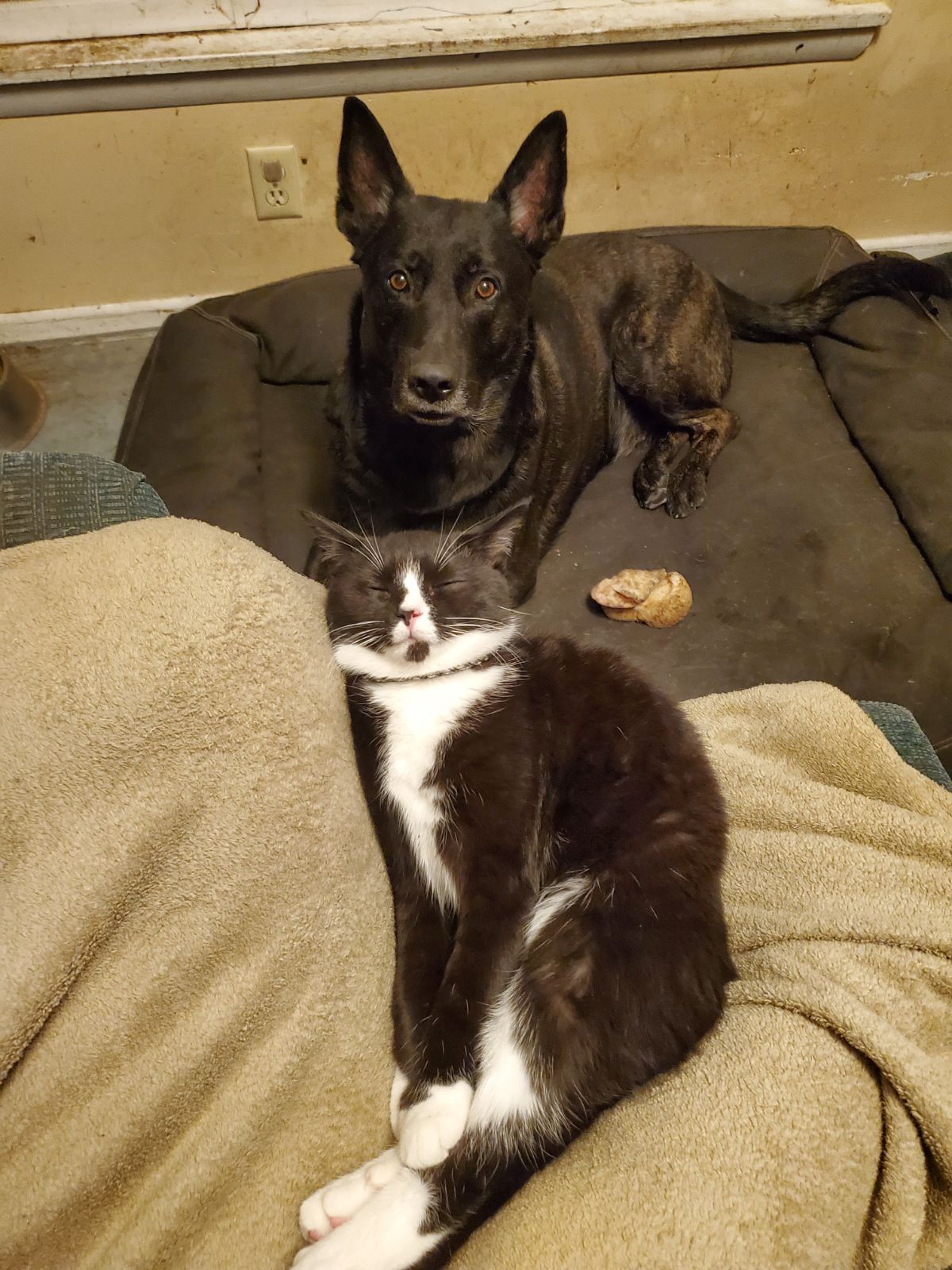 Dream in peace with the new Shepherd 5000 Security System | Scrolller