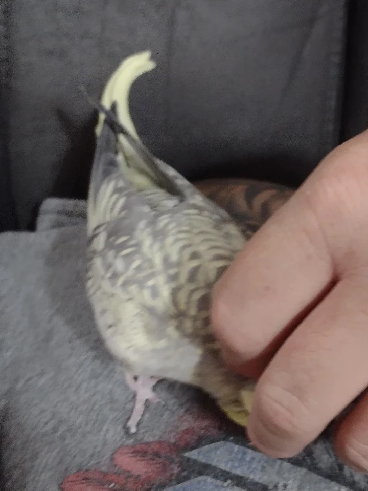 Lil B is a very spoiled bird. | Scrolller