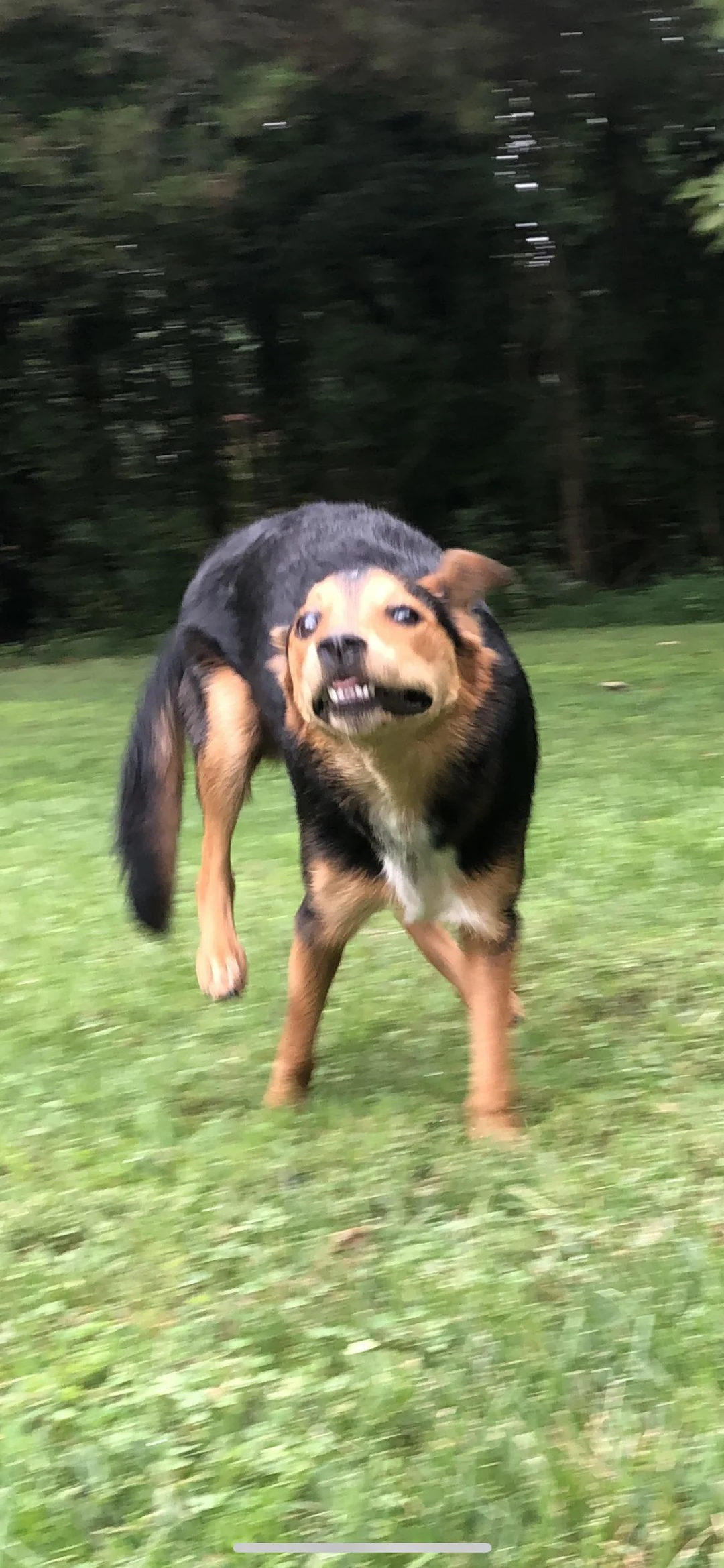 Absolutely feral | Scrolller