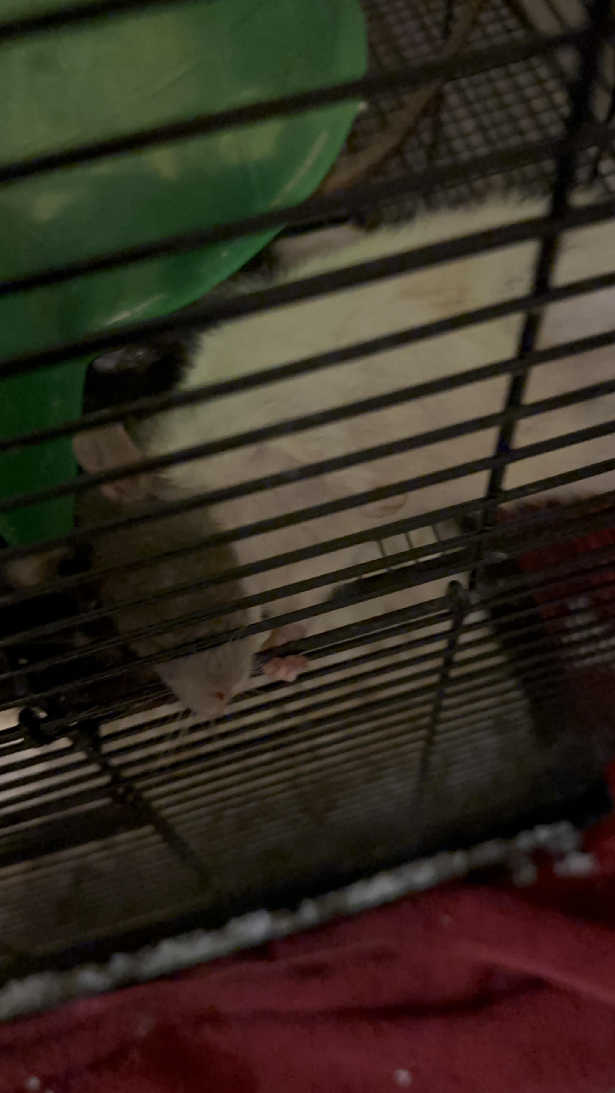 Two Rats Died (Spoiler) | Scrolller