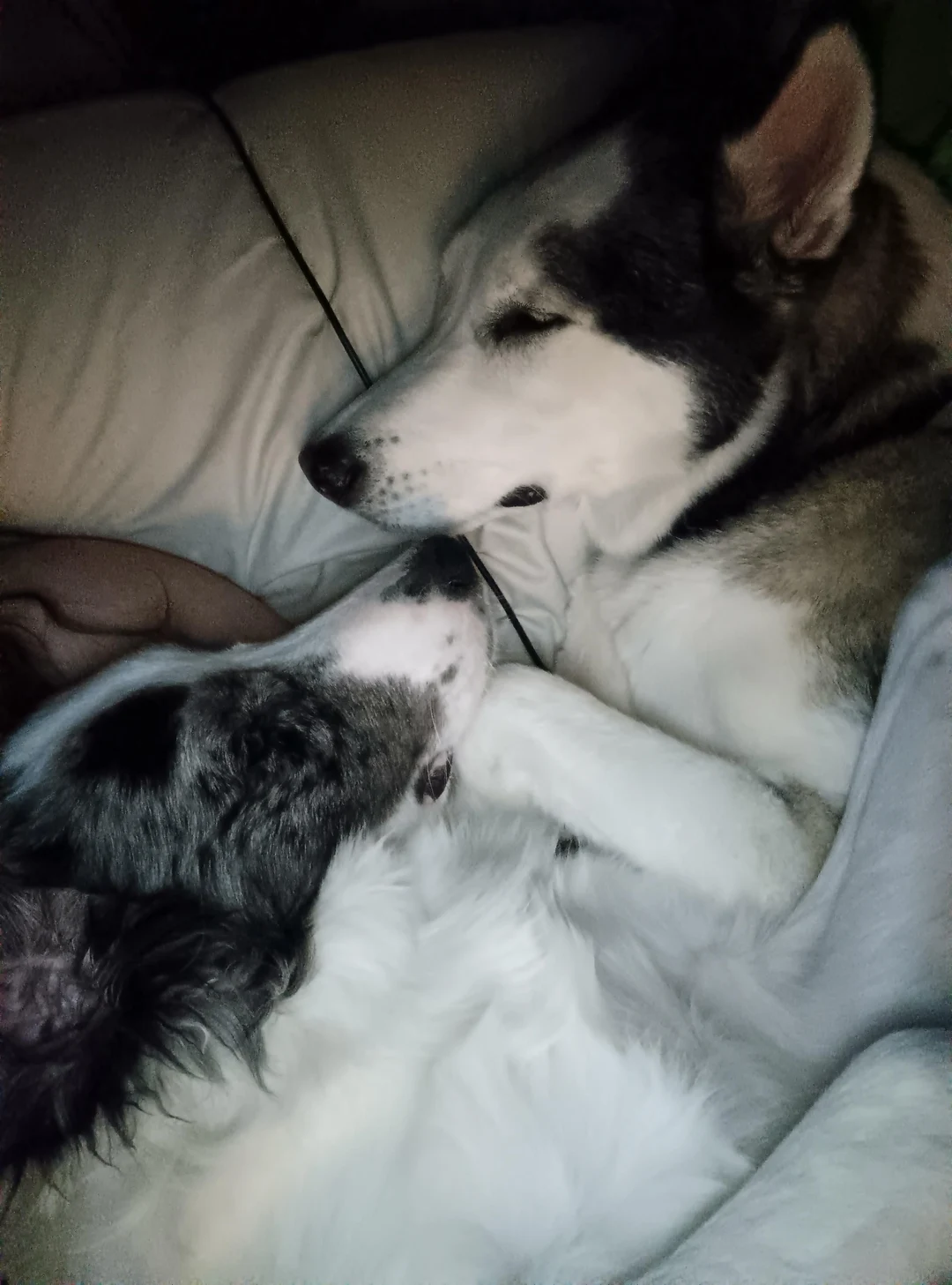 Fenrir the Husky and his best friend Lane, the Australian Shepherd | Scrolller