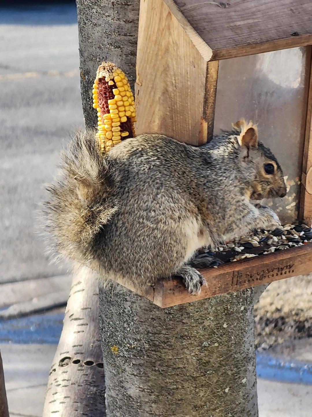 Stumpy's Easter Dinner | Scrolller