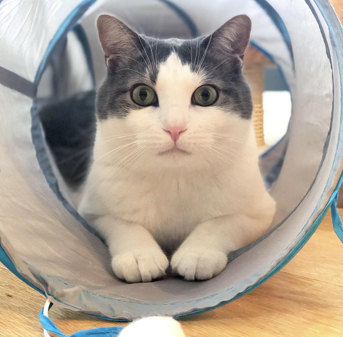 Otis has tunnel vision | Scrolller