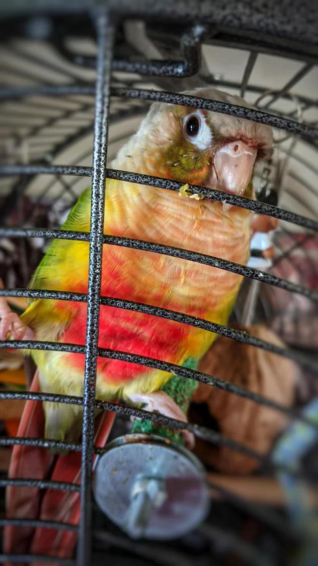 My Green Cheek Conure | Scrolller