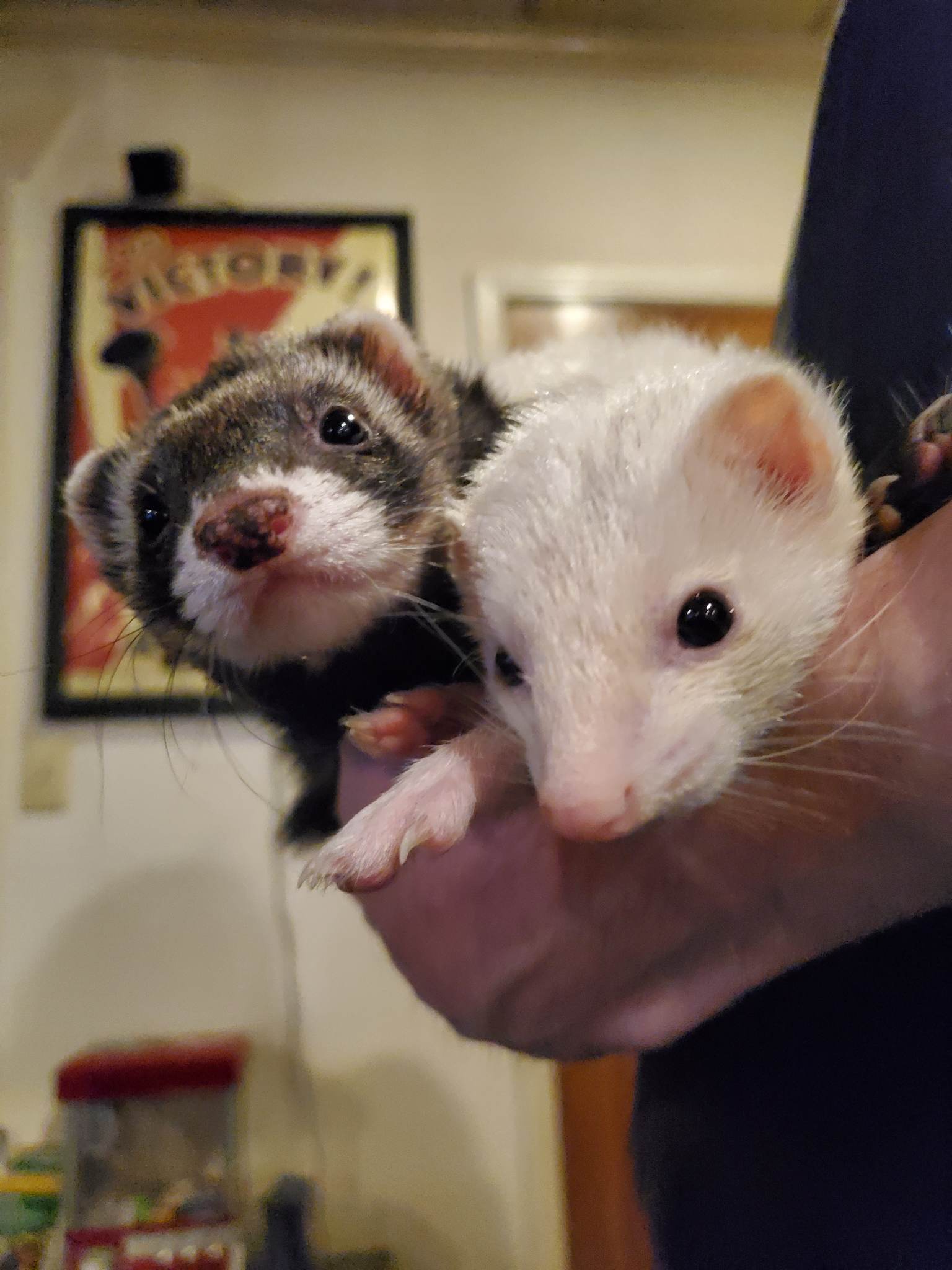 Two ferrets, being still. | Scrolller