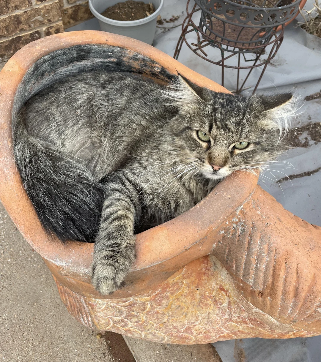 Bip is mean as sin, but makes a lovely potted cat! | Scrolller