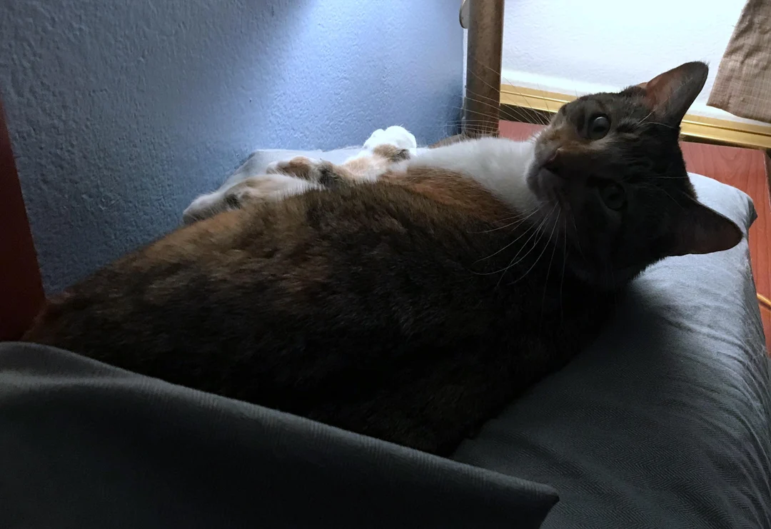 Mazikeen, my emotional support demon | Scrolller