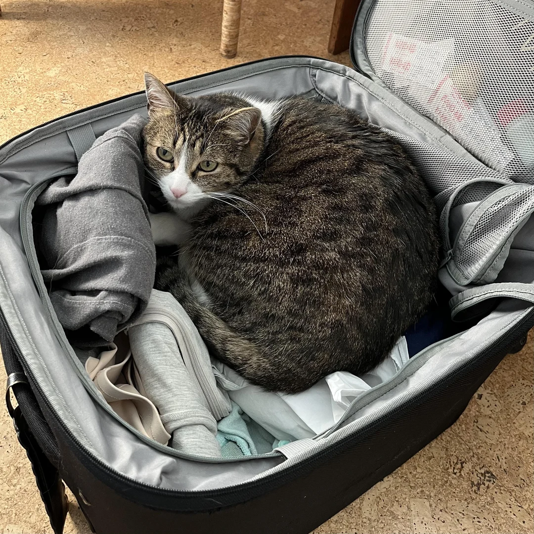 Suitcase Trap | Scrolller