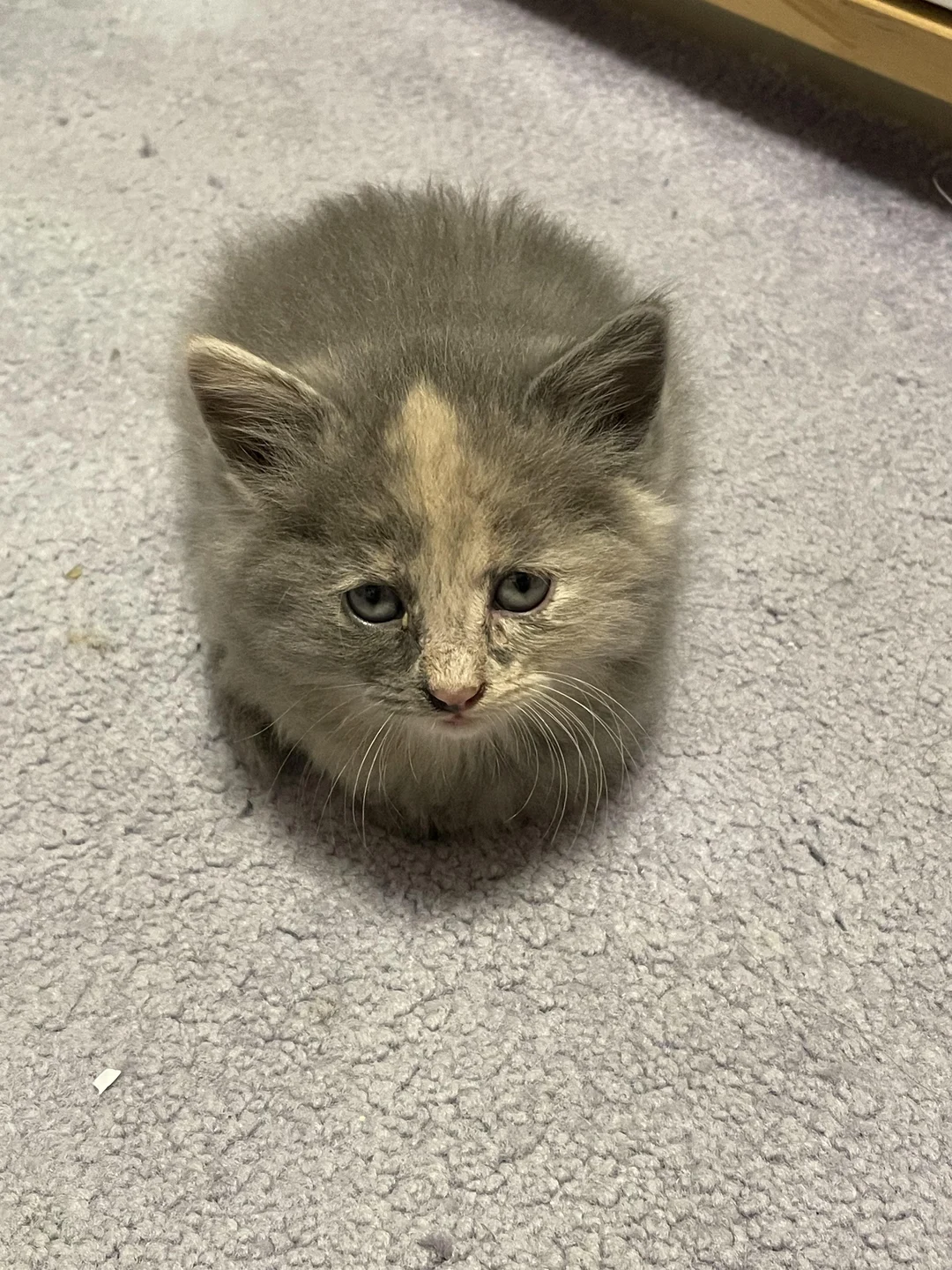 already mastered the loaf | Scrolller