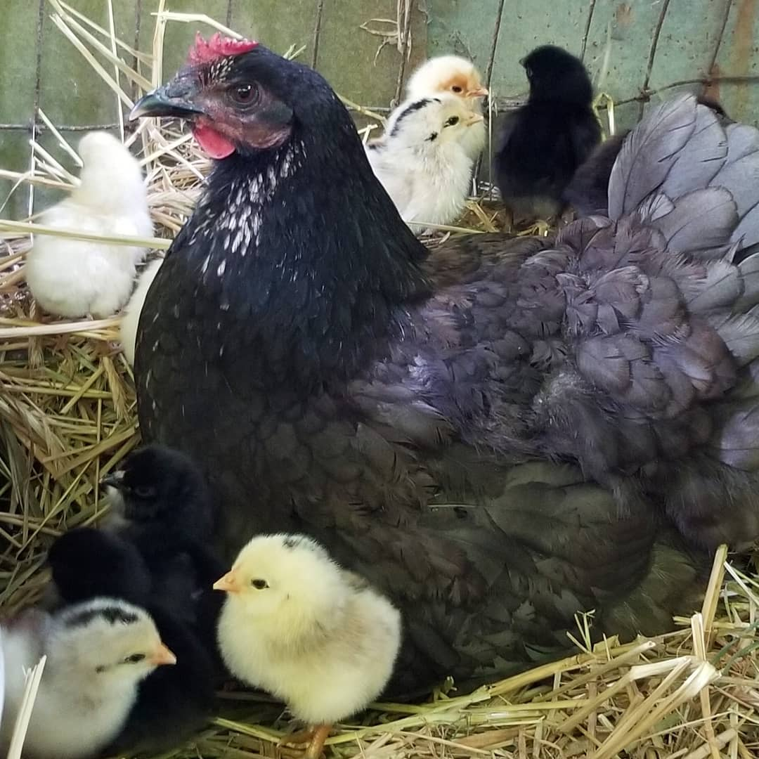 Mama watching her chicks | Scrolller