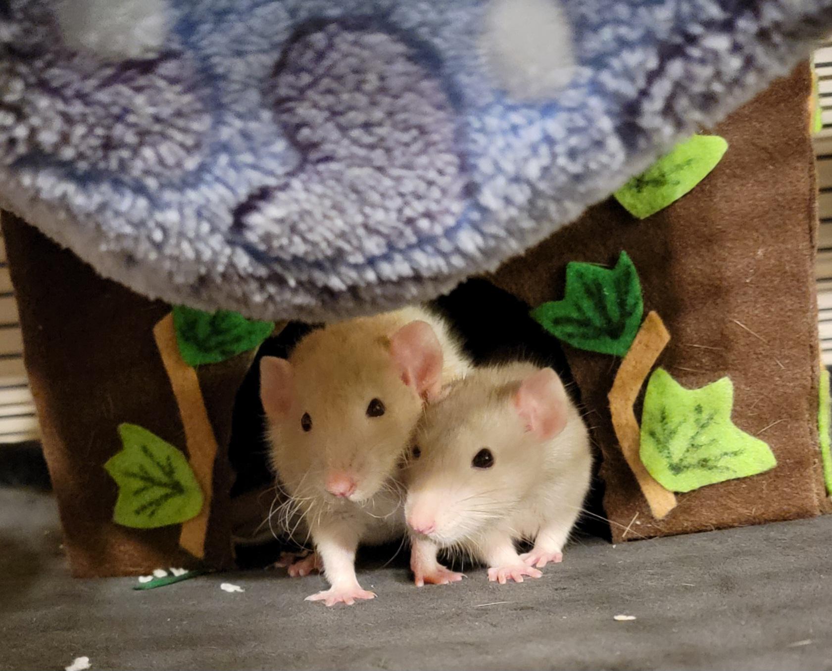 They look like the most perfect siblings!! | Scrolller