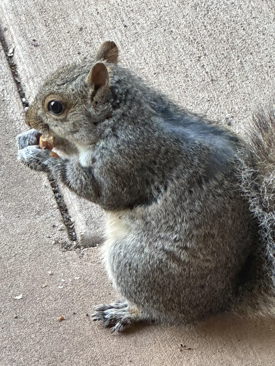 This is what squirrel bedhead looks like 😂 So fuzzy 😍 | Scrolller