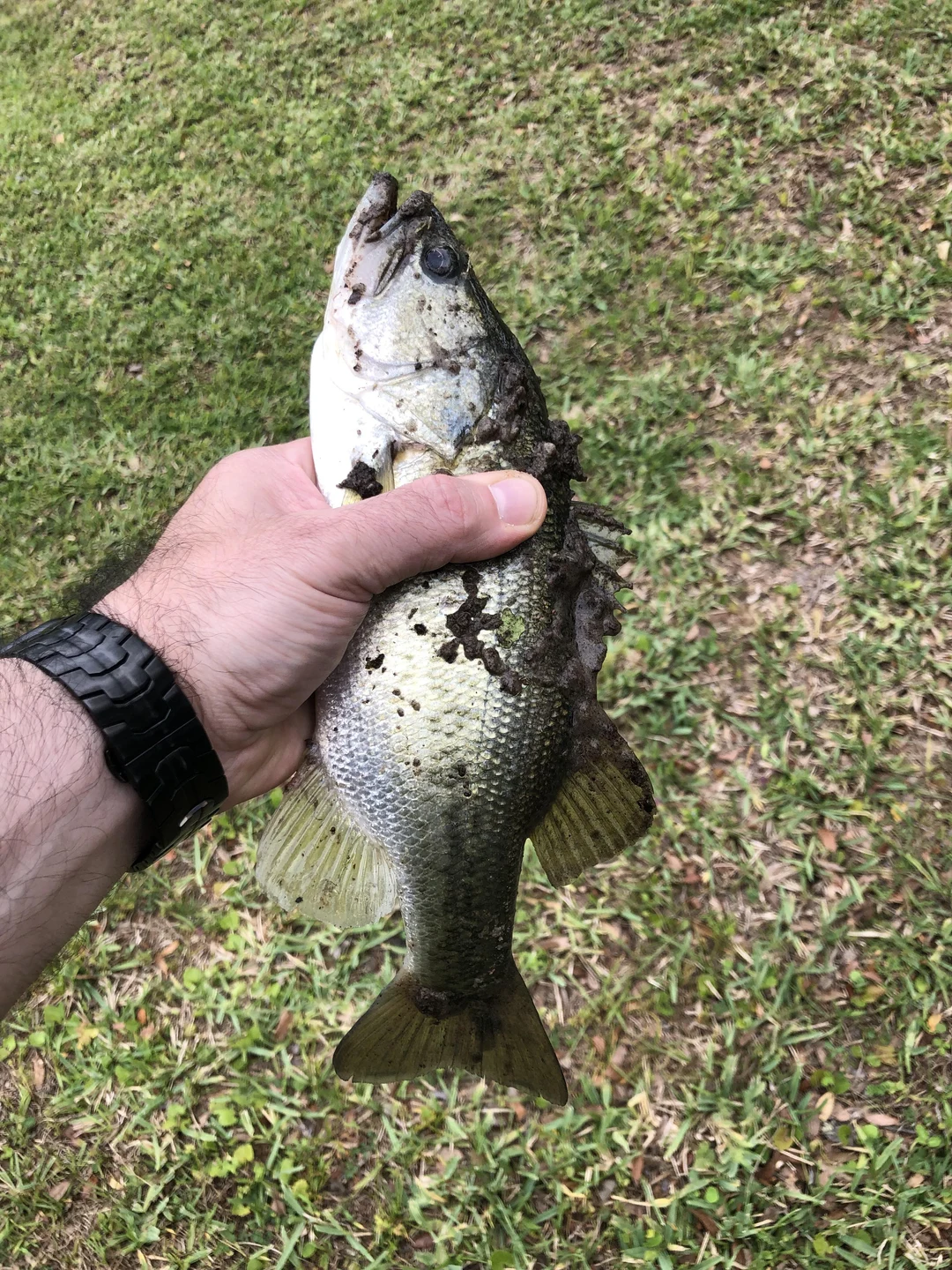 Identify This Fish Please | Scrolller