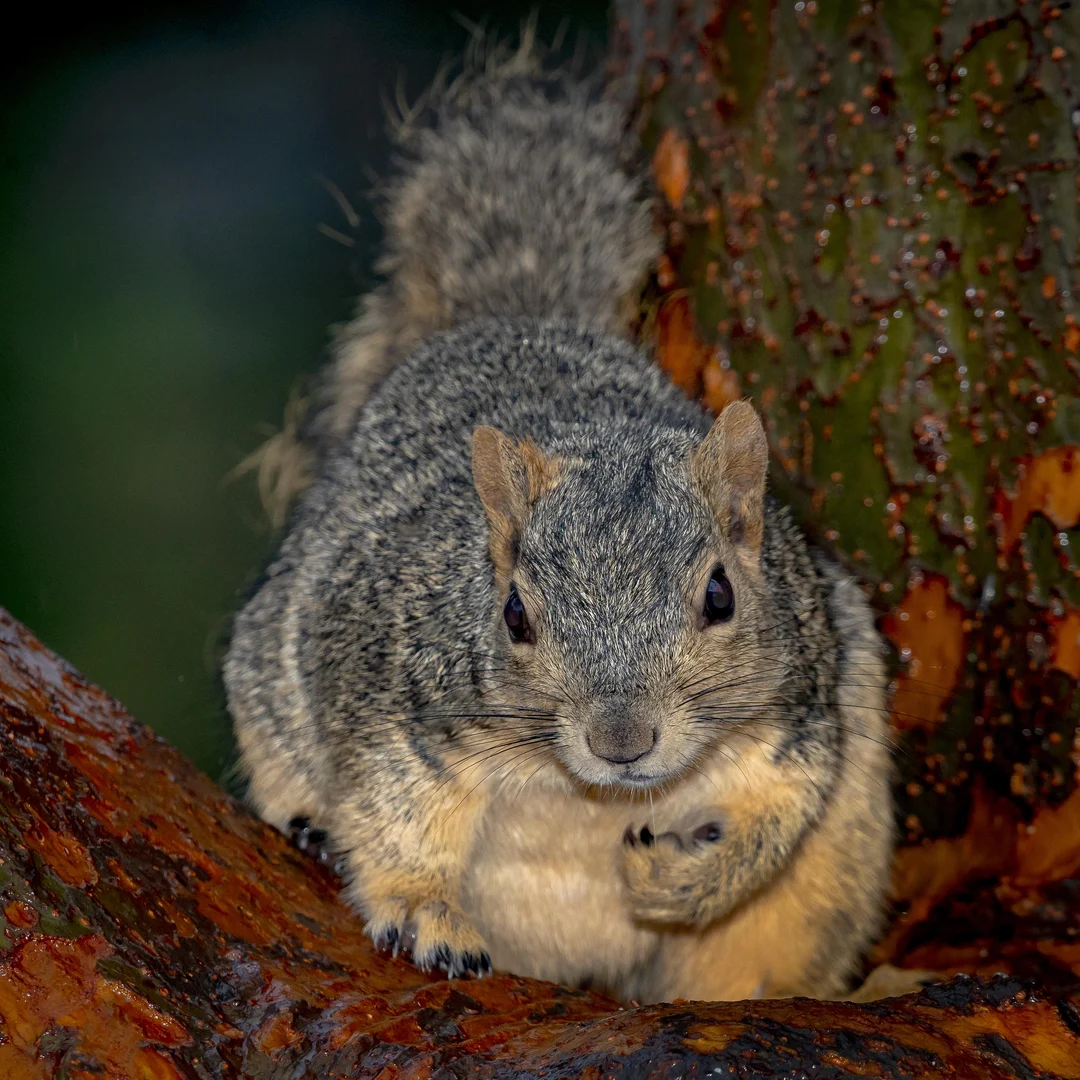 Rainy Day Squirrel | Scrolller